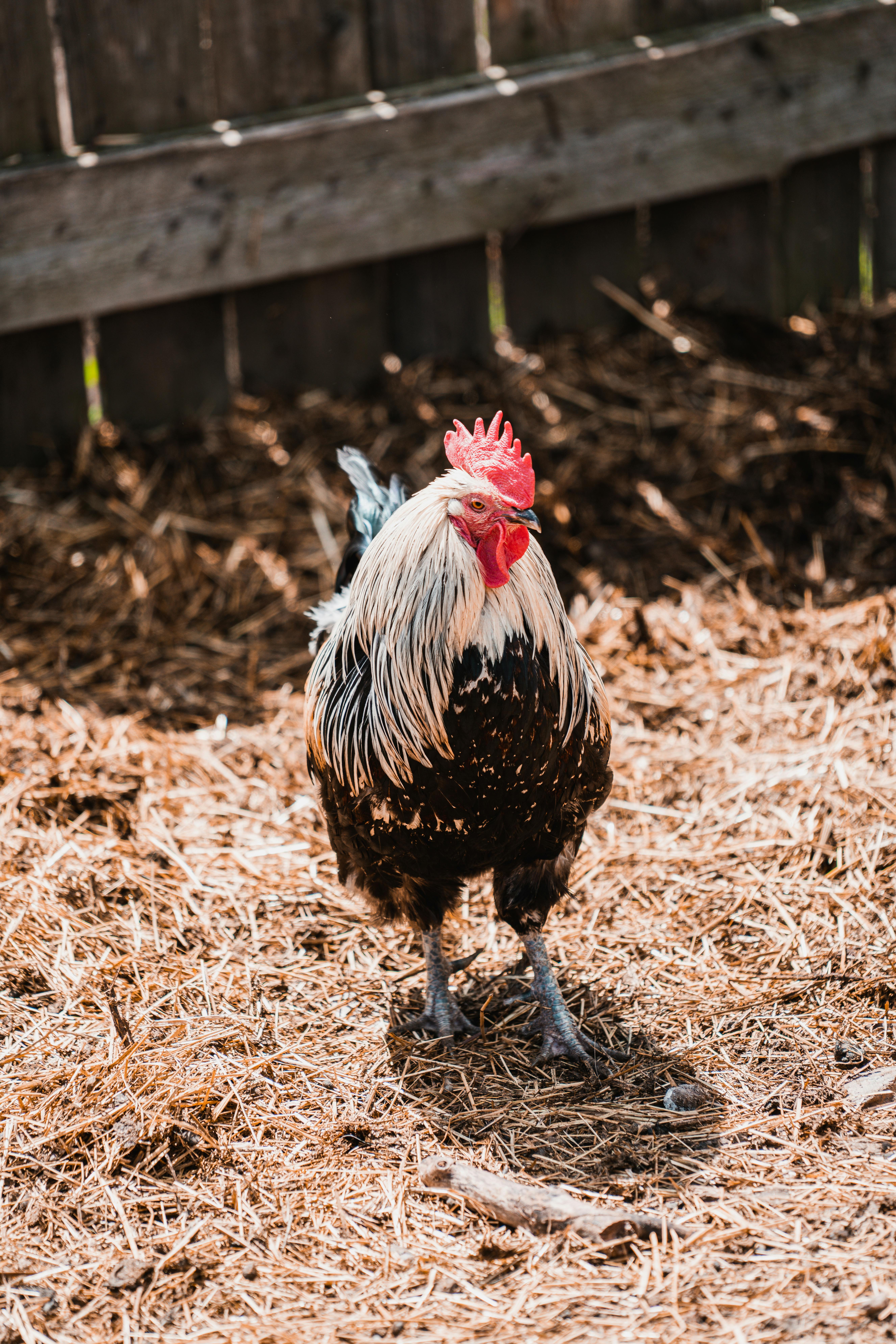Close-Up Shot of a Rooster · Free Stock Photo