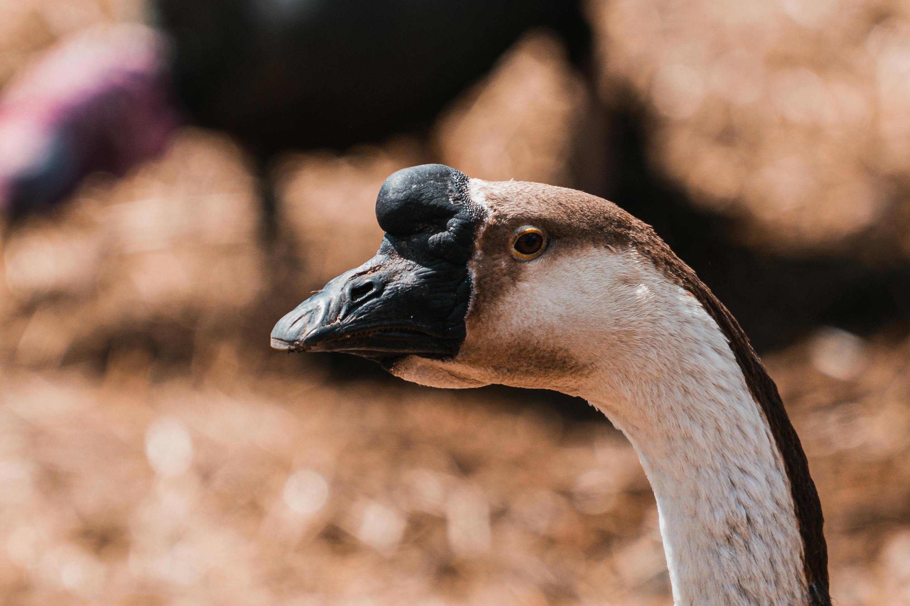 Goose in Close Up Photography · Free Stock Photo