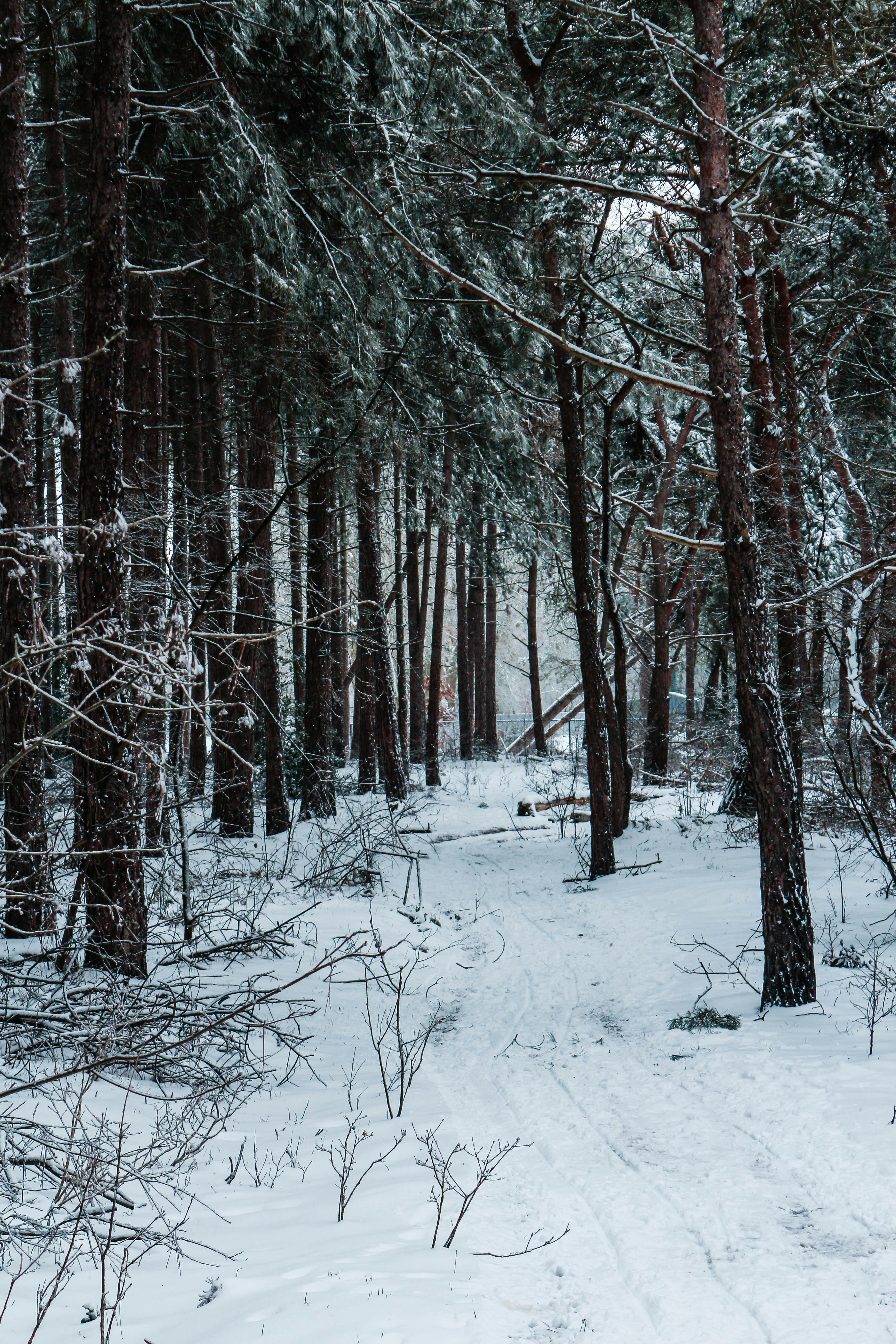 A Forest Covered in Snow · Free Stock Photo