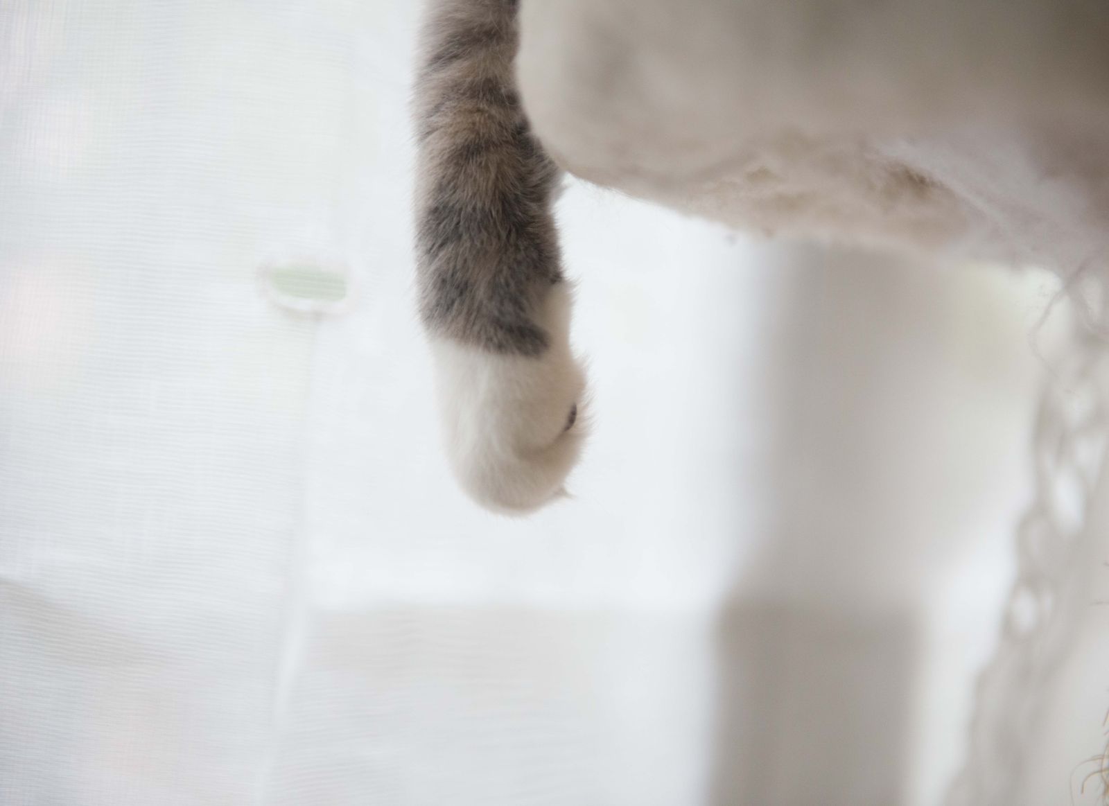 Cat Paw Photos, Download The BEST Free Cat Paw Stock Photos & HD Images