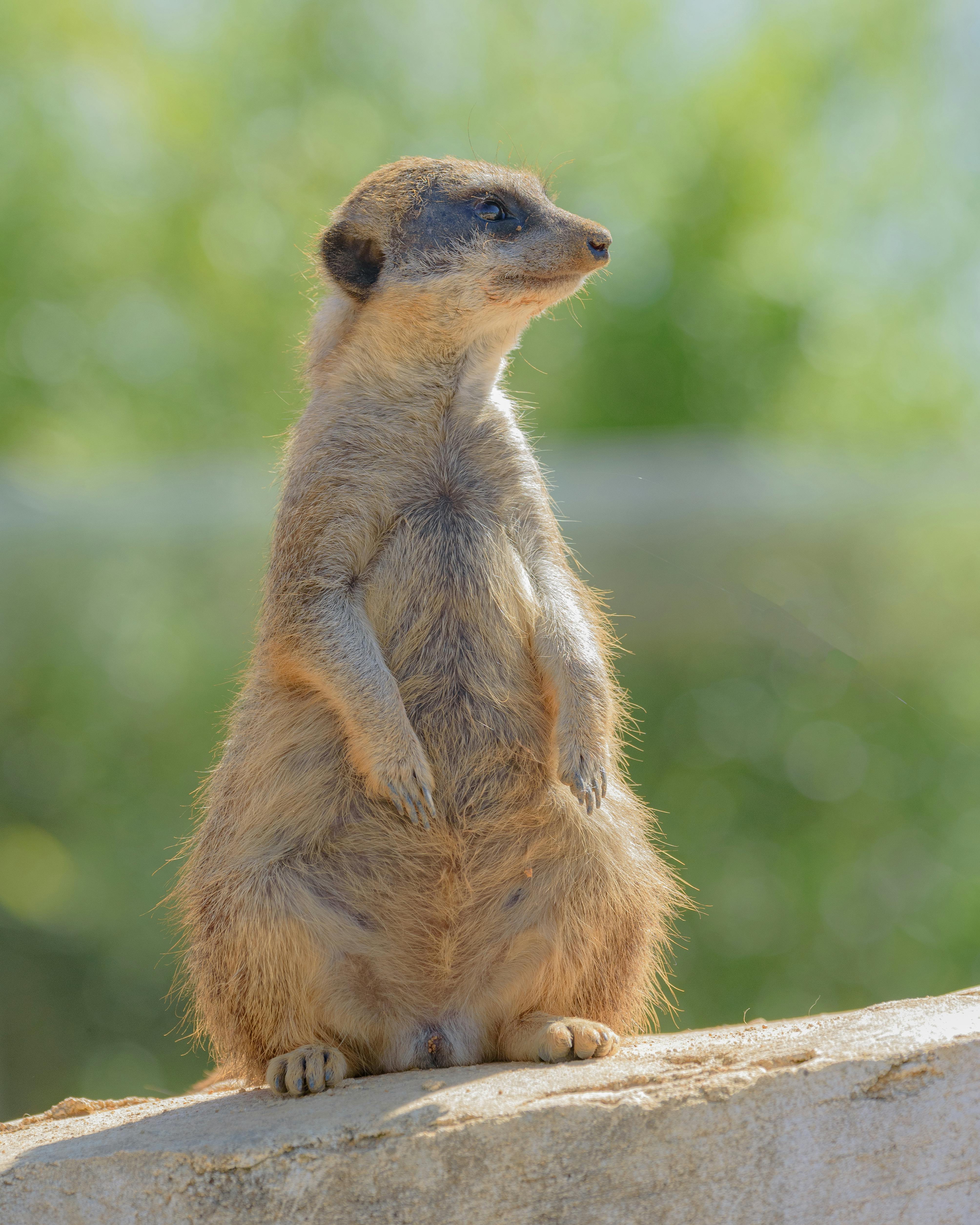 Furry Animal Sitting Upright · Free Stock Photo
