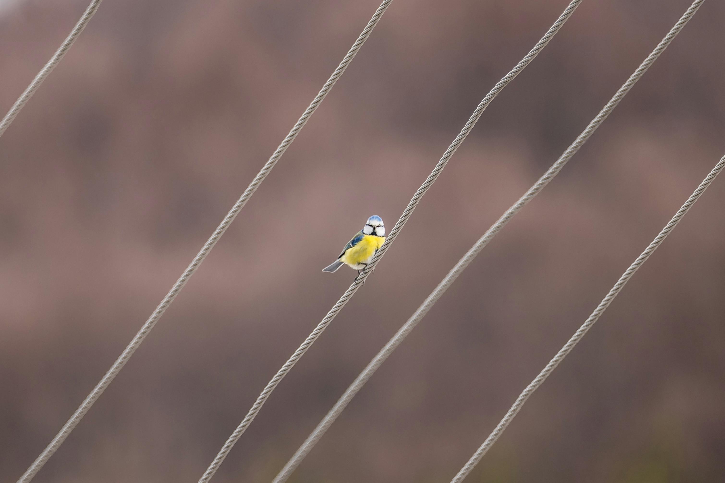 Selective Focus Photography of Bird Perching on Human Hand · Free Stock ...