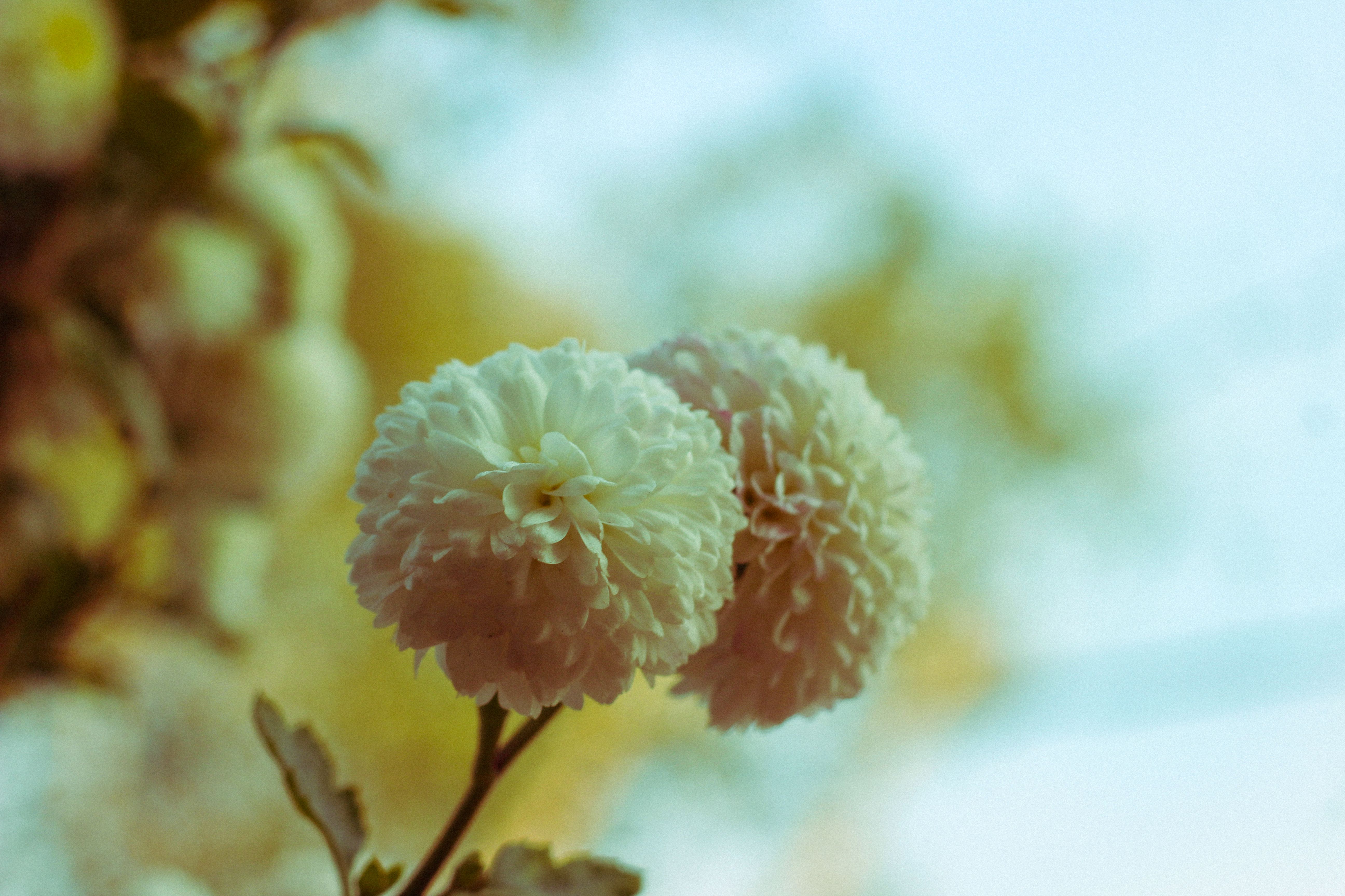 White Flowers in Bloom · Free Stock Photo