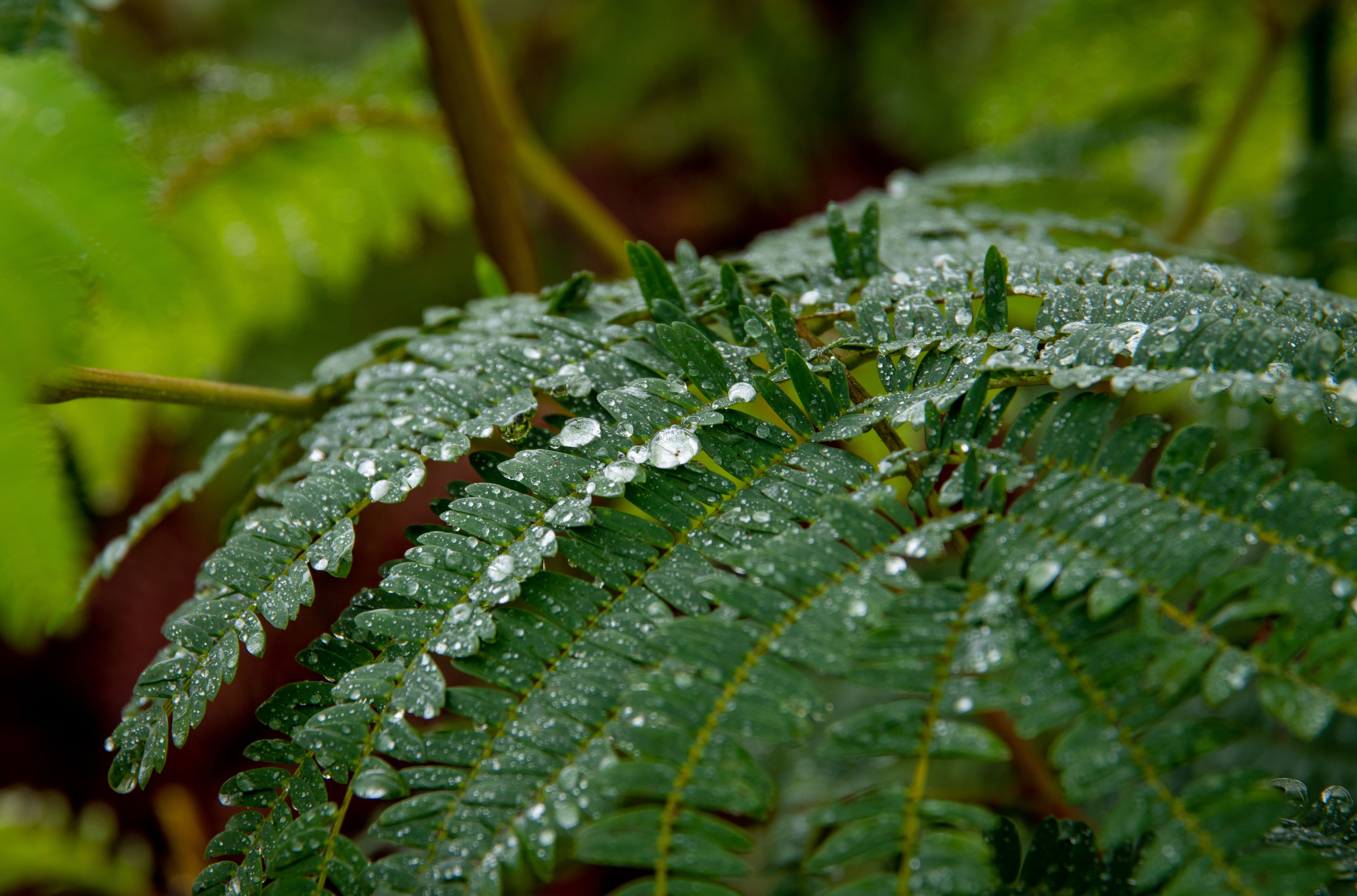 Green Fern Plants · Free Stock Photo