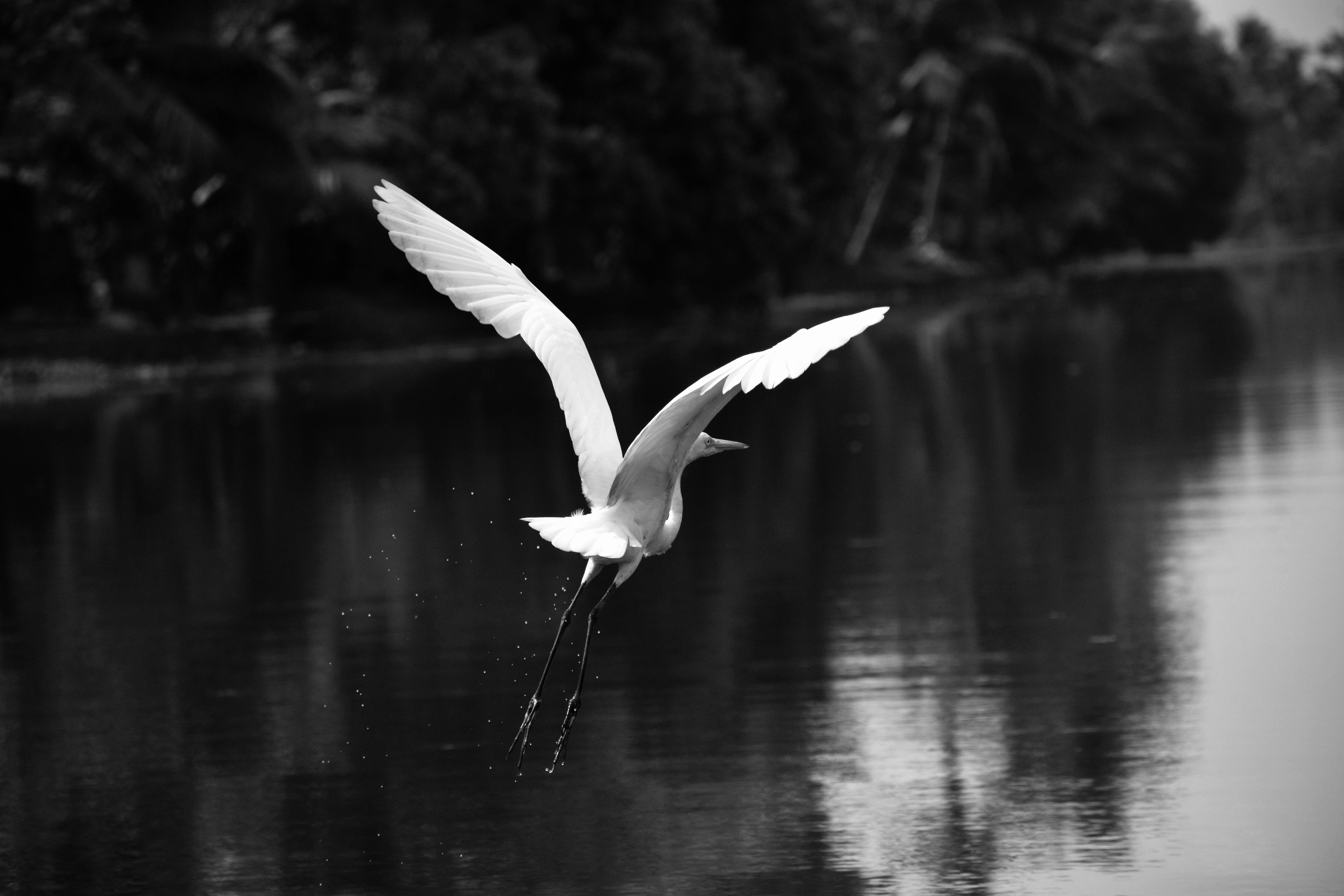 Gray Scale Photography of Bird · Free Stock Photo