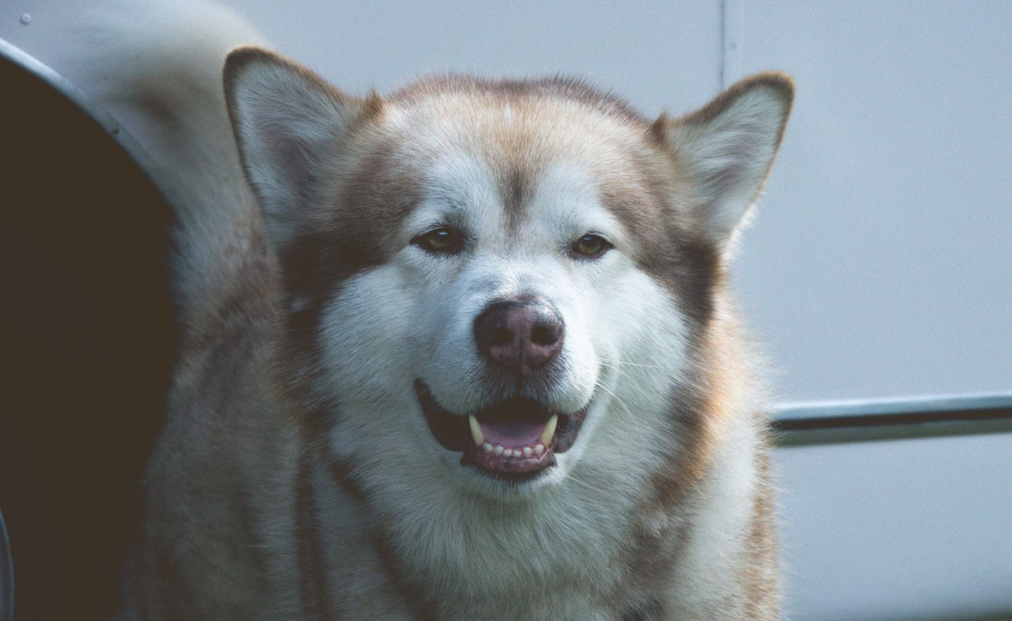 Are White Siberian Huskies Rare: Causes and Facts Explained