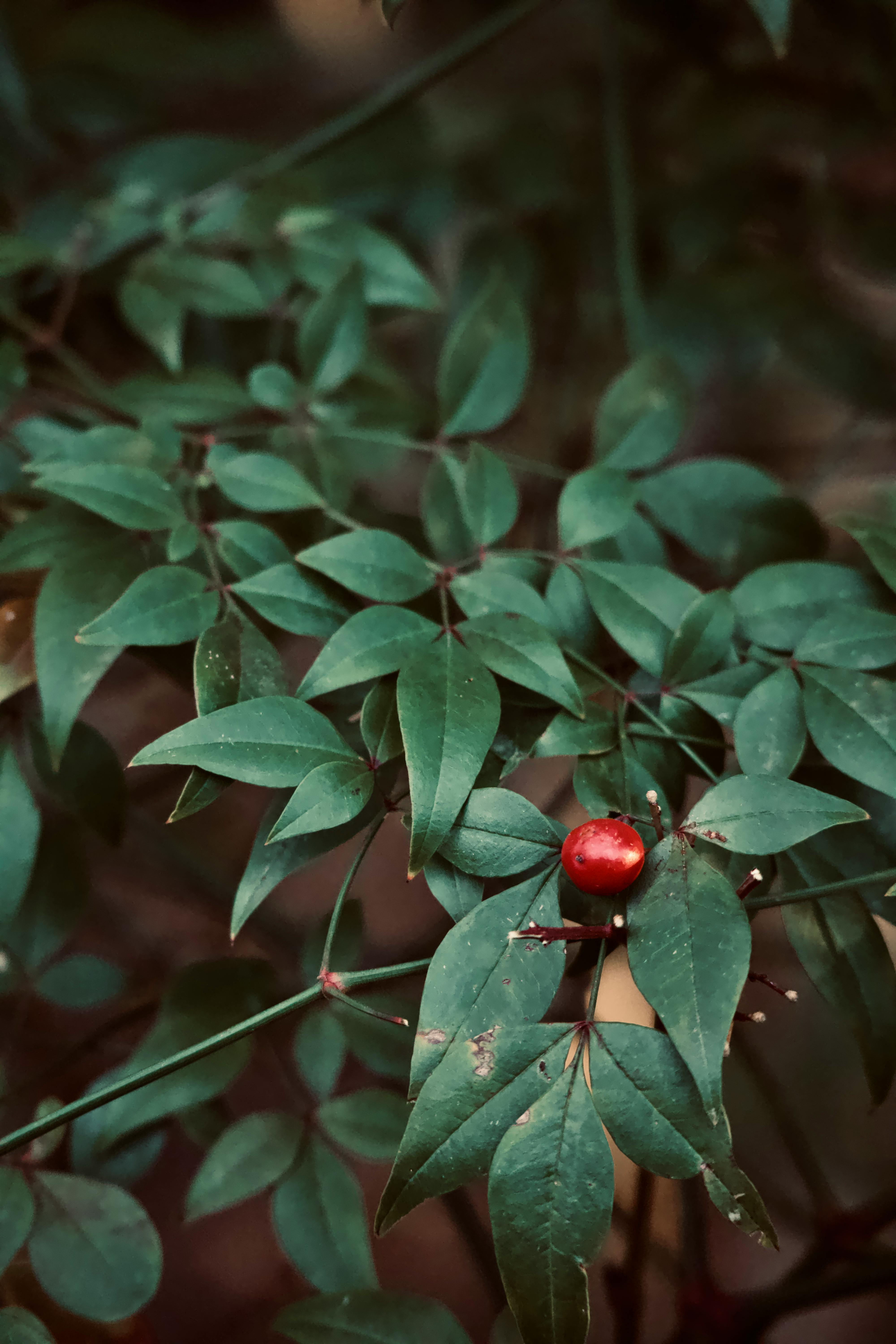 Green Leafed Plant With Red Fruit · Free Stock Photo