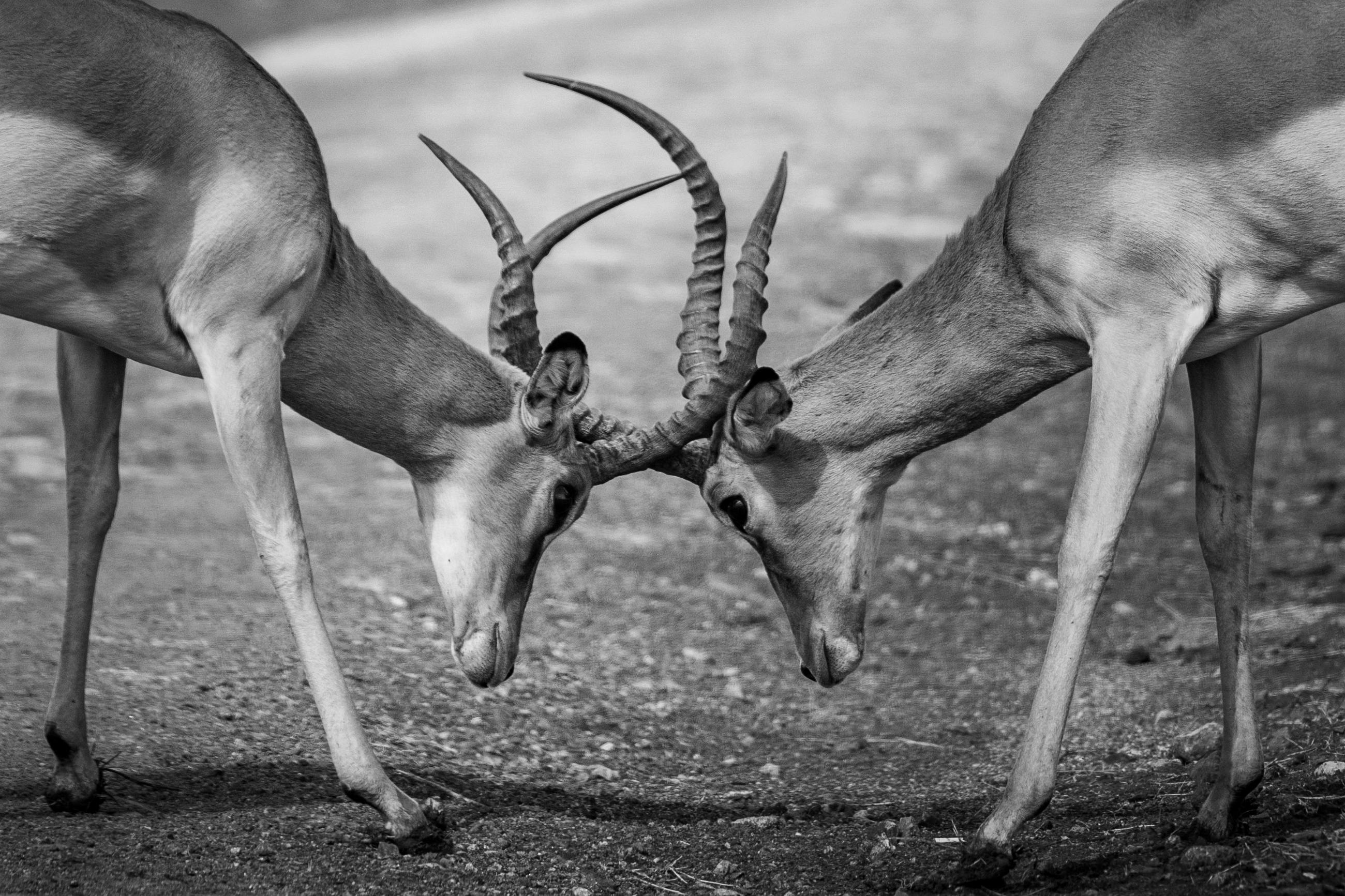 Animals Fighting Photos, Download The BEST Free Animals Fighting Stock ...