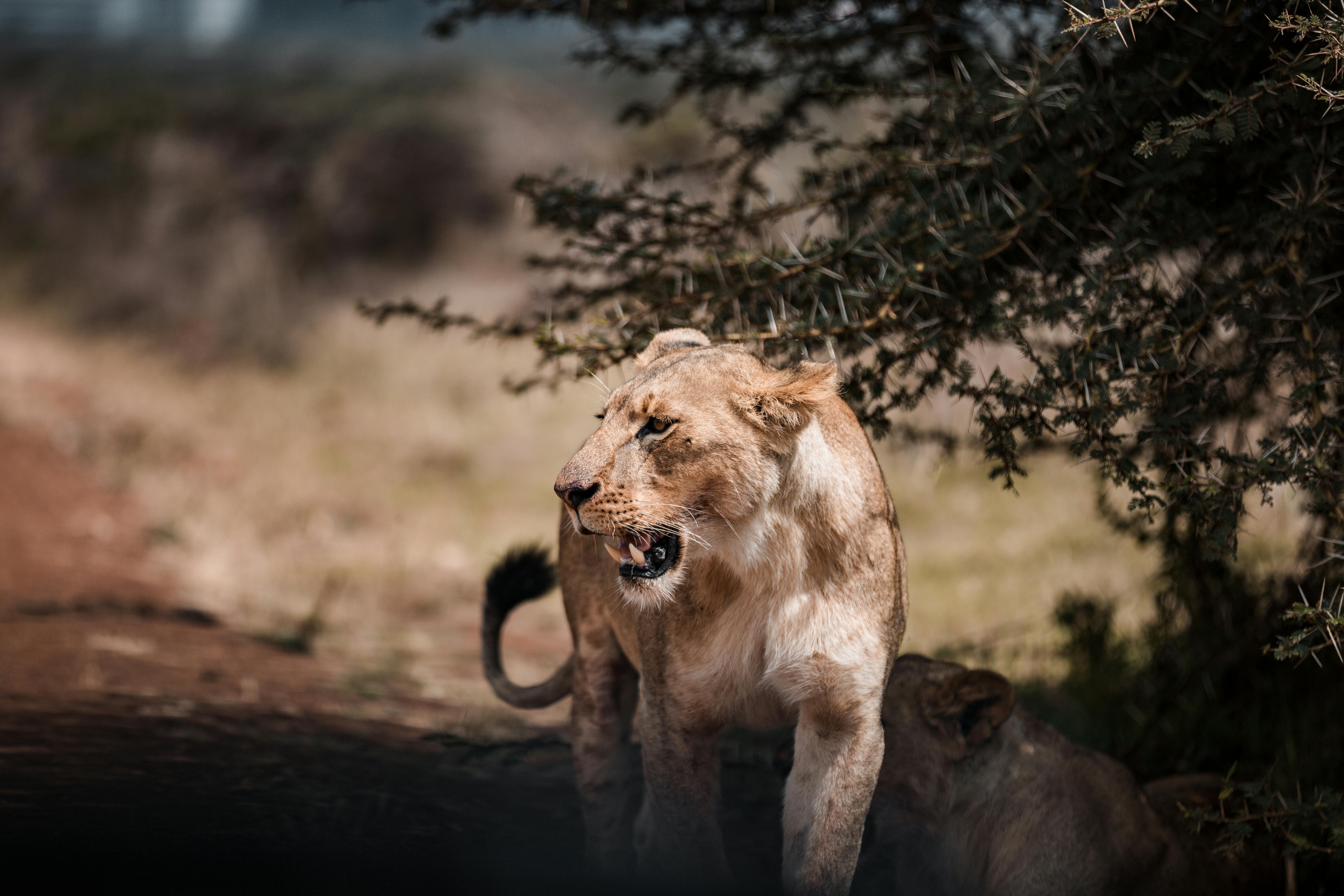 Tiger Beside Green Plants Standing on Brown Land during Daytime · Free ...