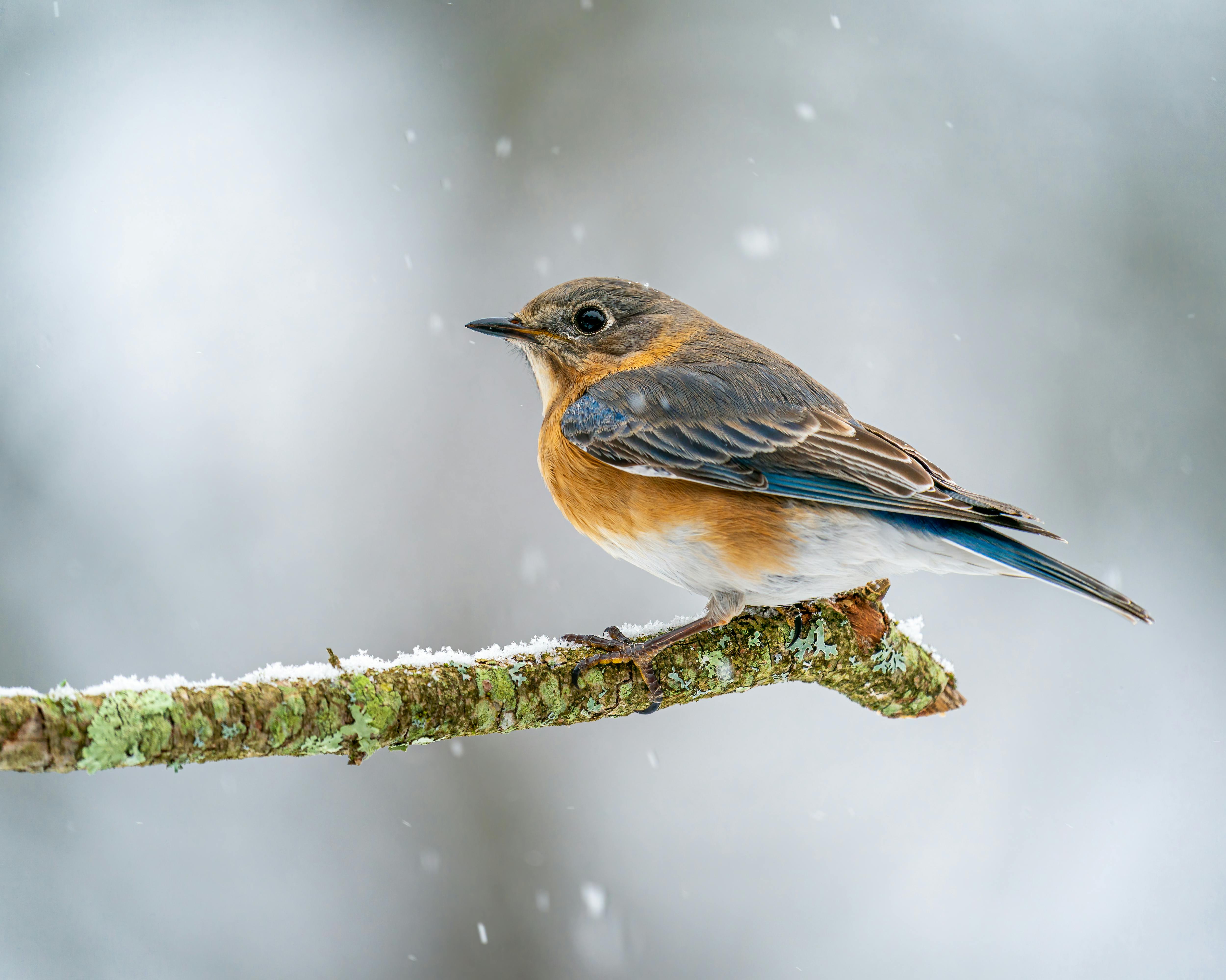European robin on branch in early spring · Free Stock Photo