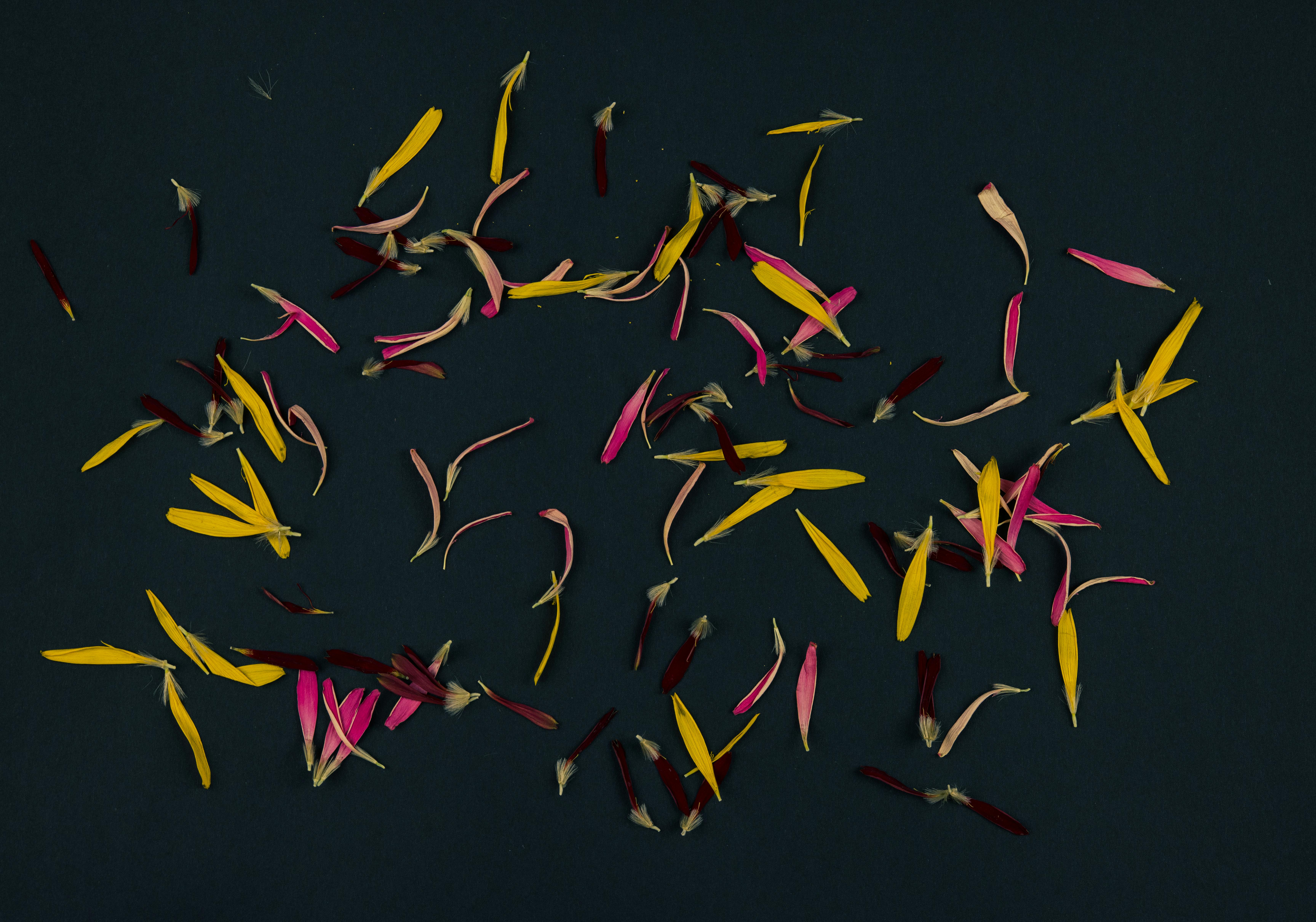 Assorted Flower Petals Scattered on Black Surface · Free Stock Photo
