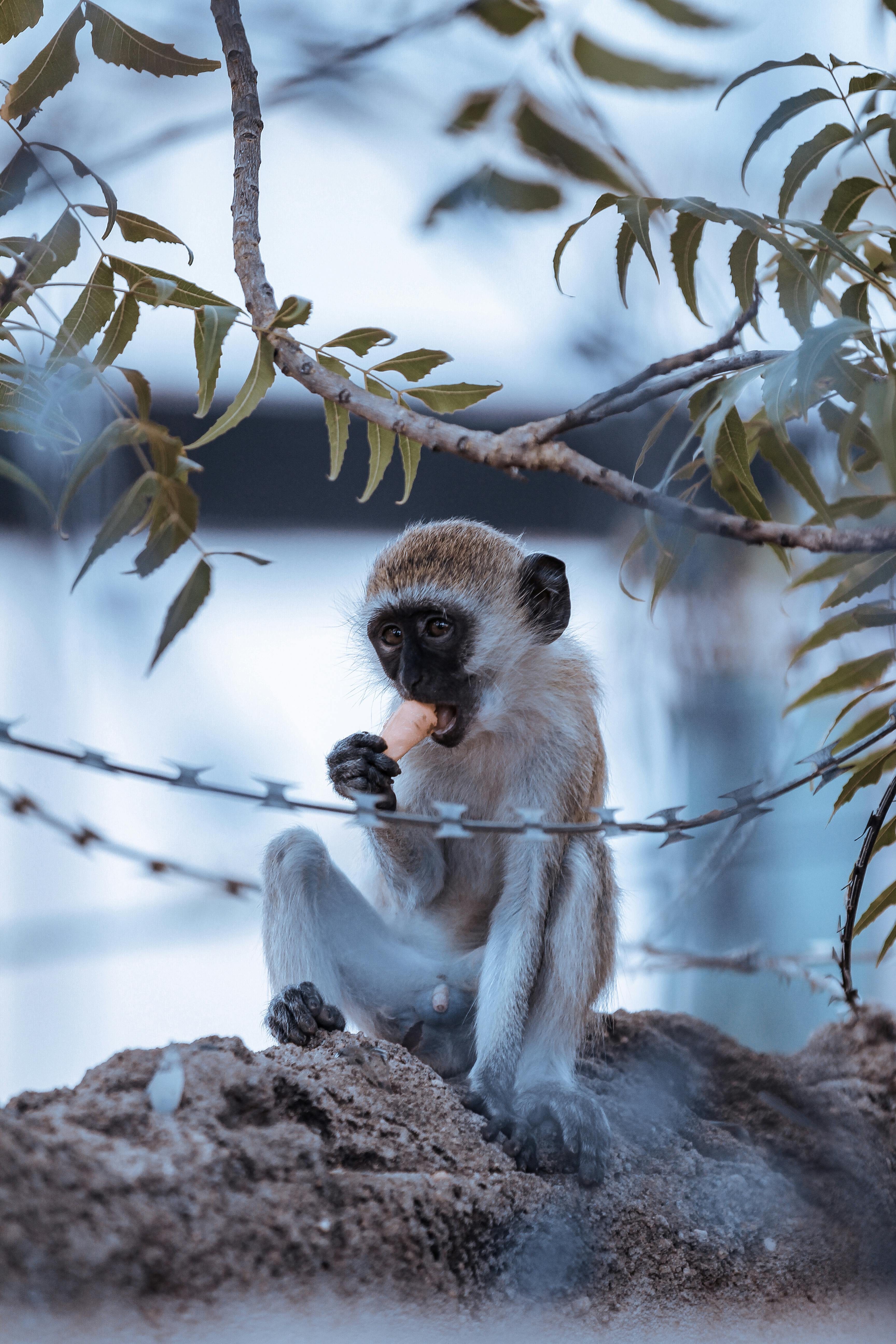 Monkey Birds Eye Shot Photos, Download The BEST Free Monkey Birds Eye ...