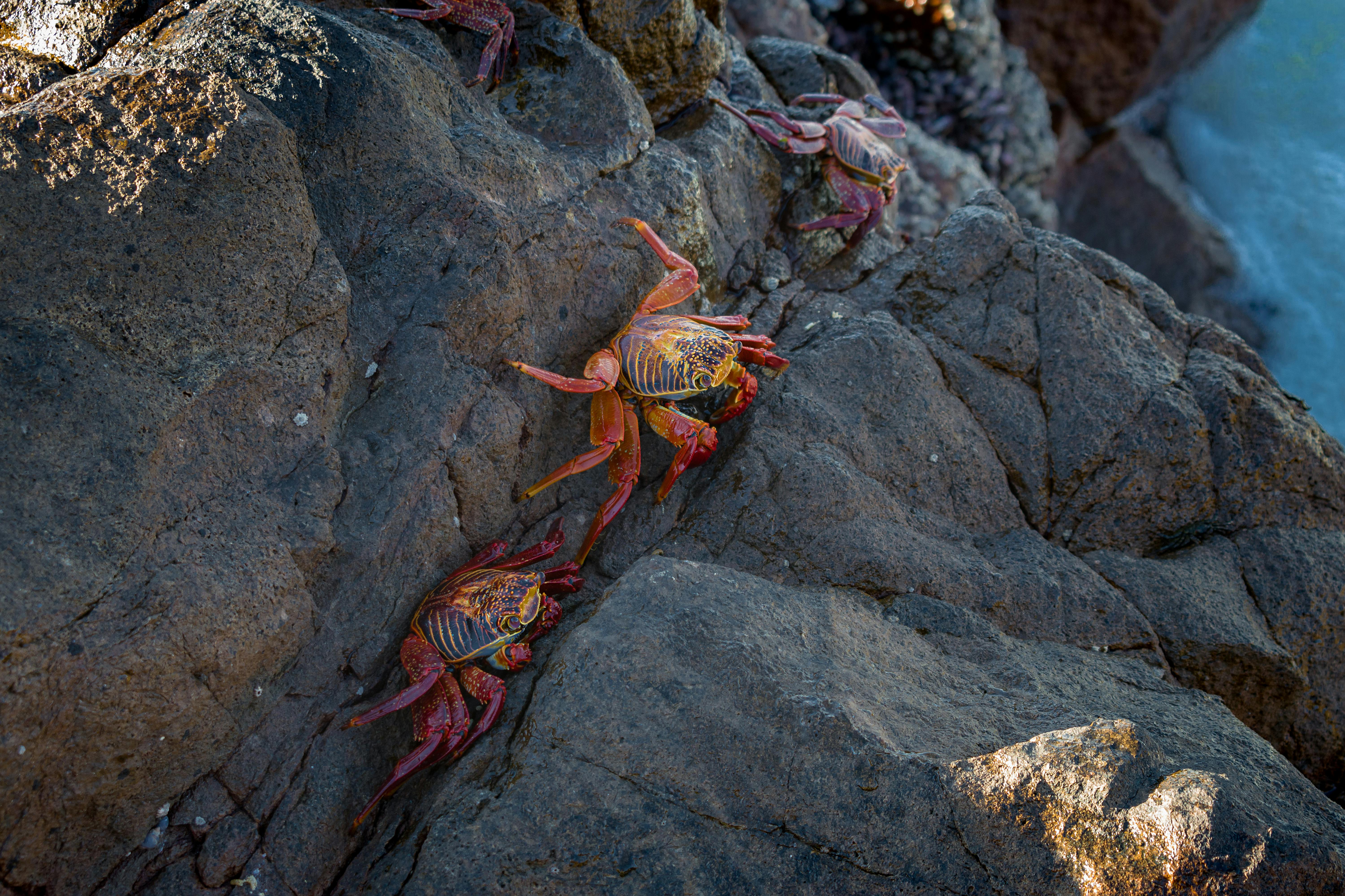 Red Crab On Rock · Free Stock Photo