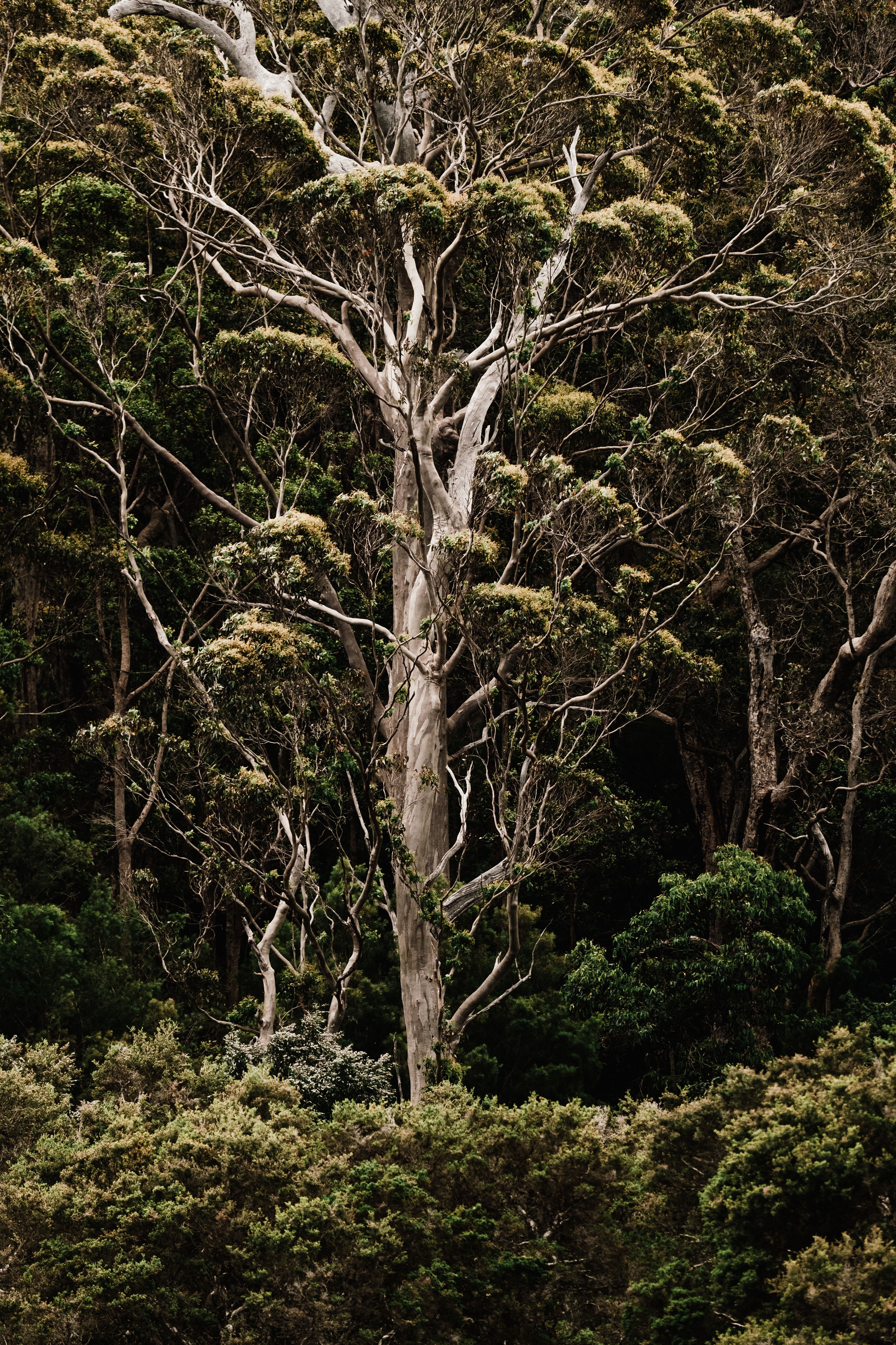 Dead tree · Free Stock Photo