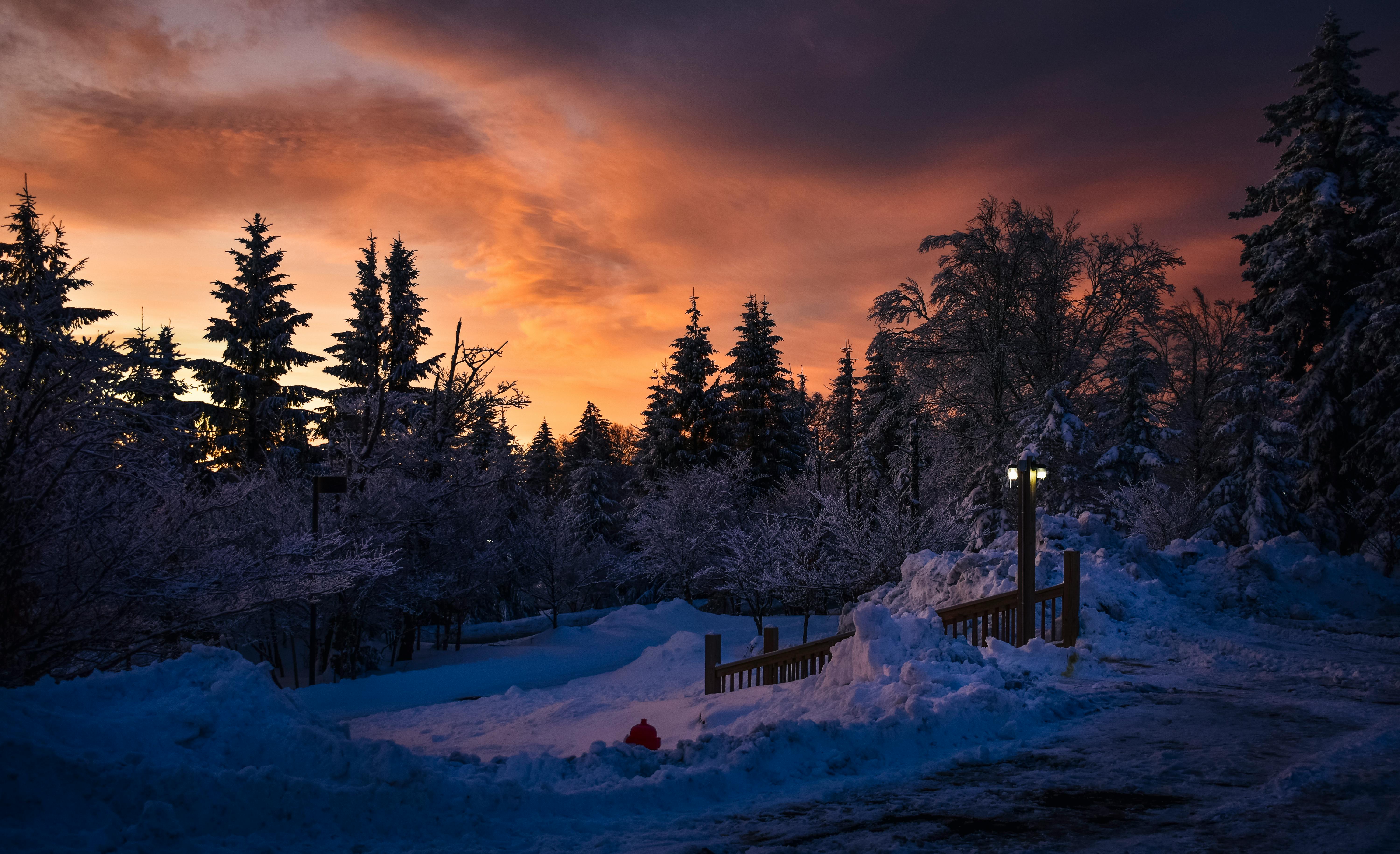 Pine Trees Covered With Snow Under Red Sky · Free Stock Photo