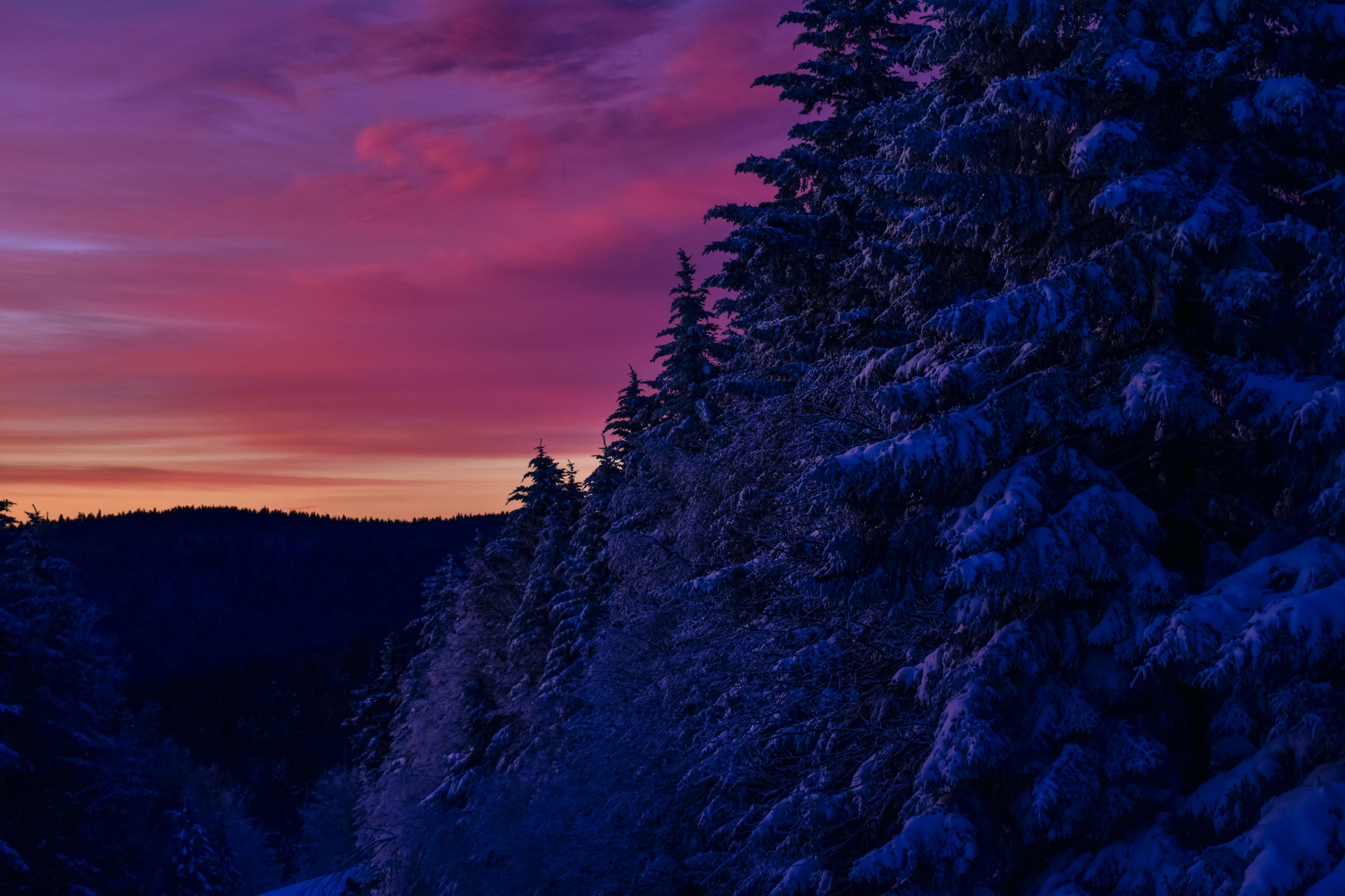 A Forest During Golden Hour · Free Stock Photo
