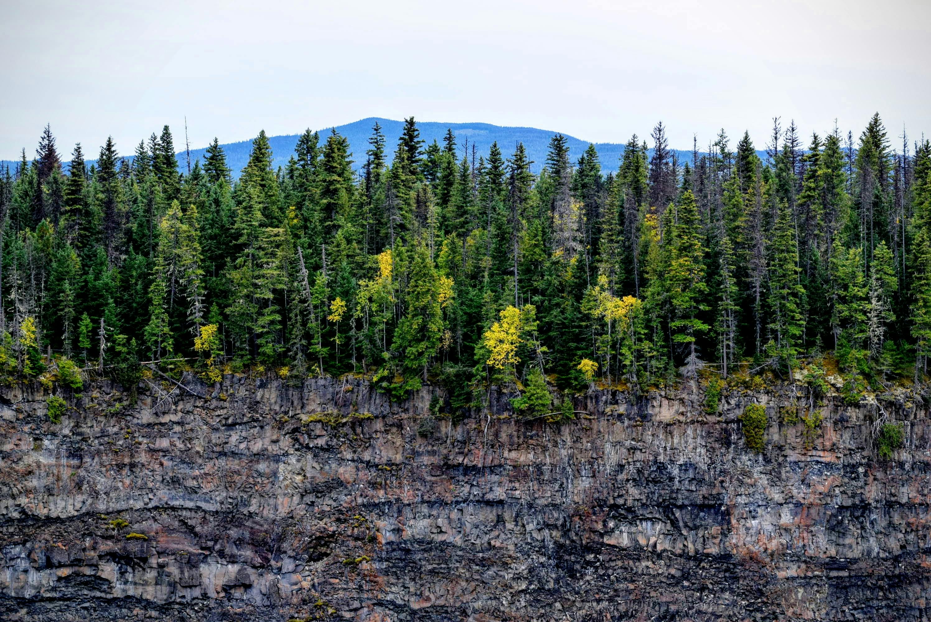 Green Trees Near Gray Cliff during Daytime · Free Stock Photo