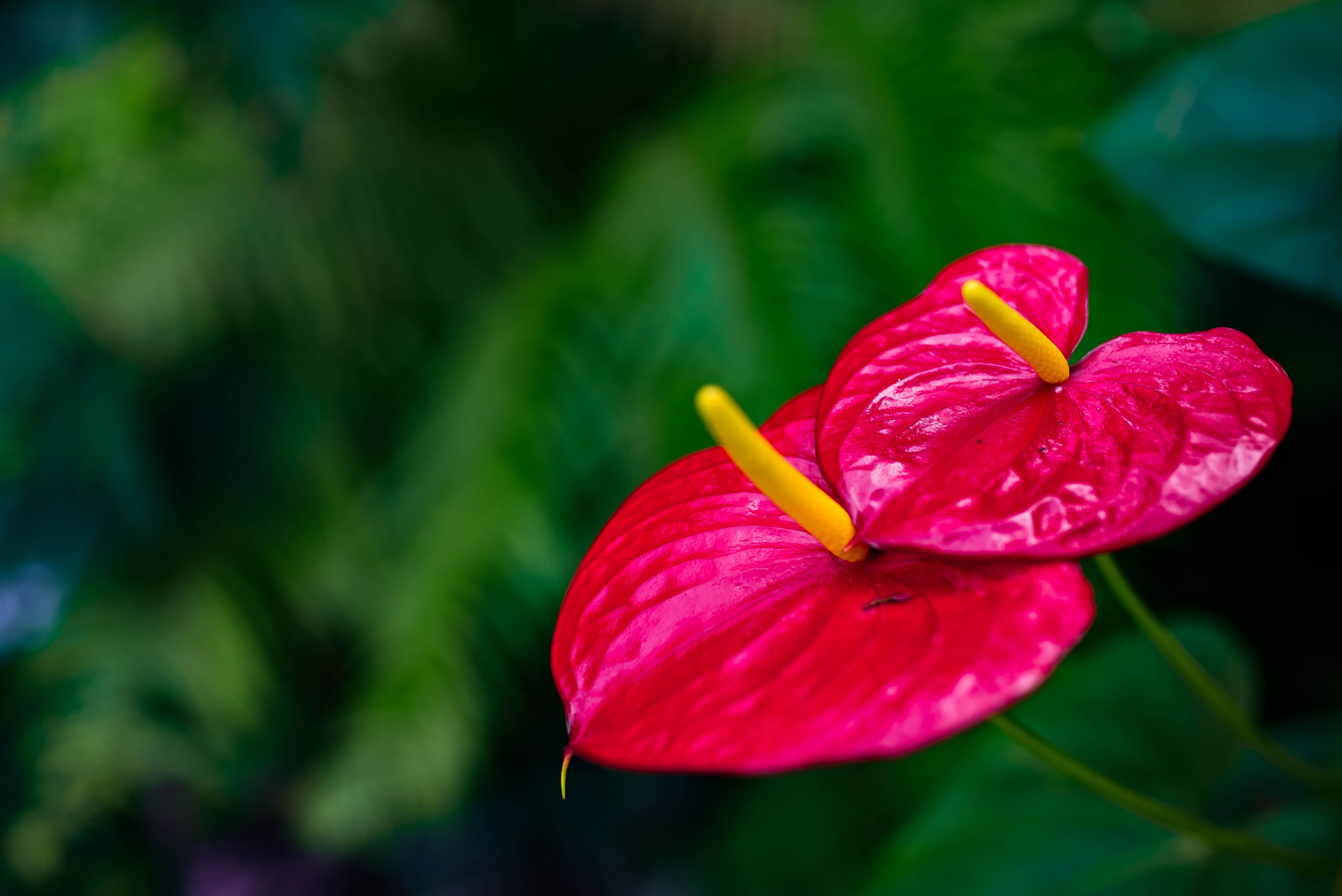 Red Flower in Close Up Photography · Free Stock Photo