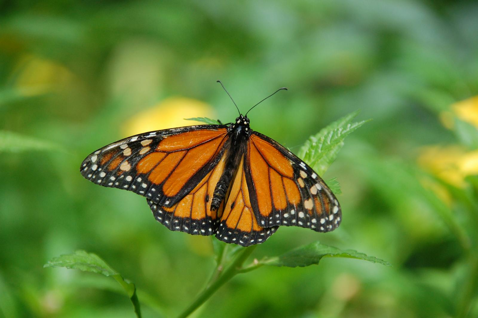 Monarch Butterfly Photos, Download The BEST Free Monarch Butterfly ...