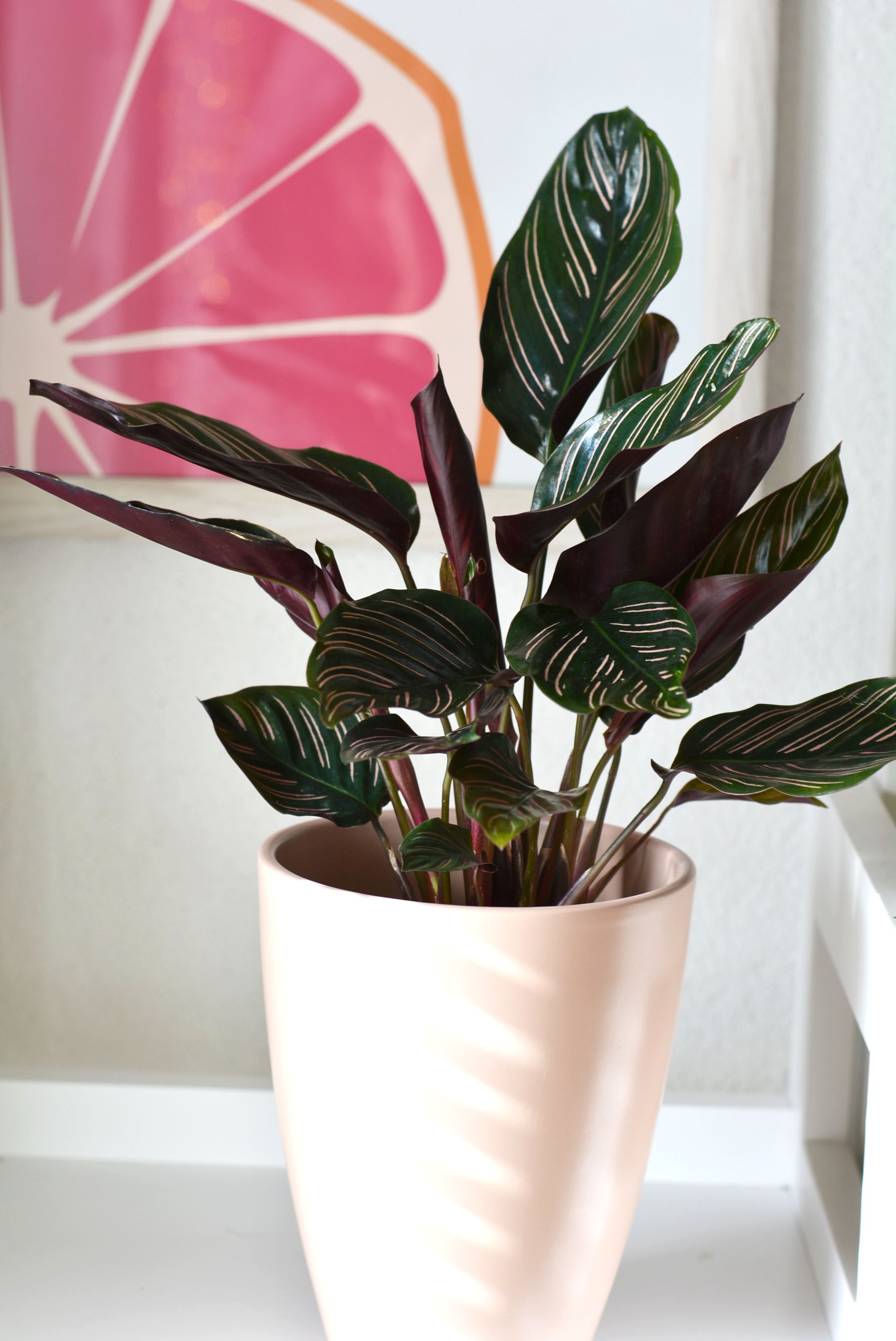 Calathea Photos, Download The BEST Free Calathea Stock Photos & HD Images
