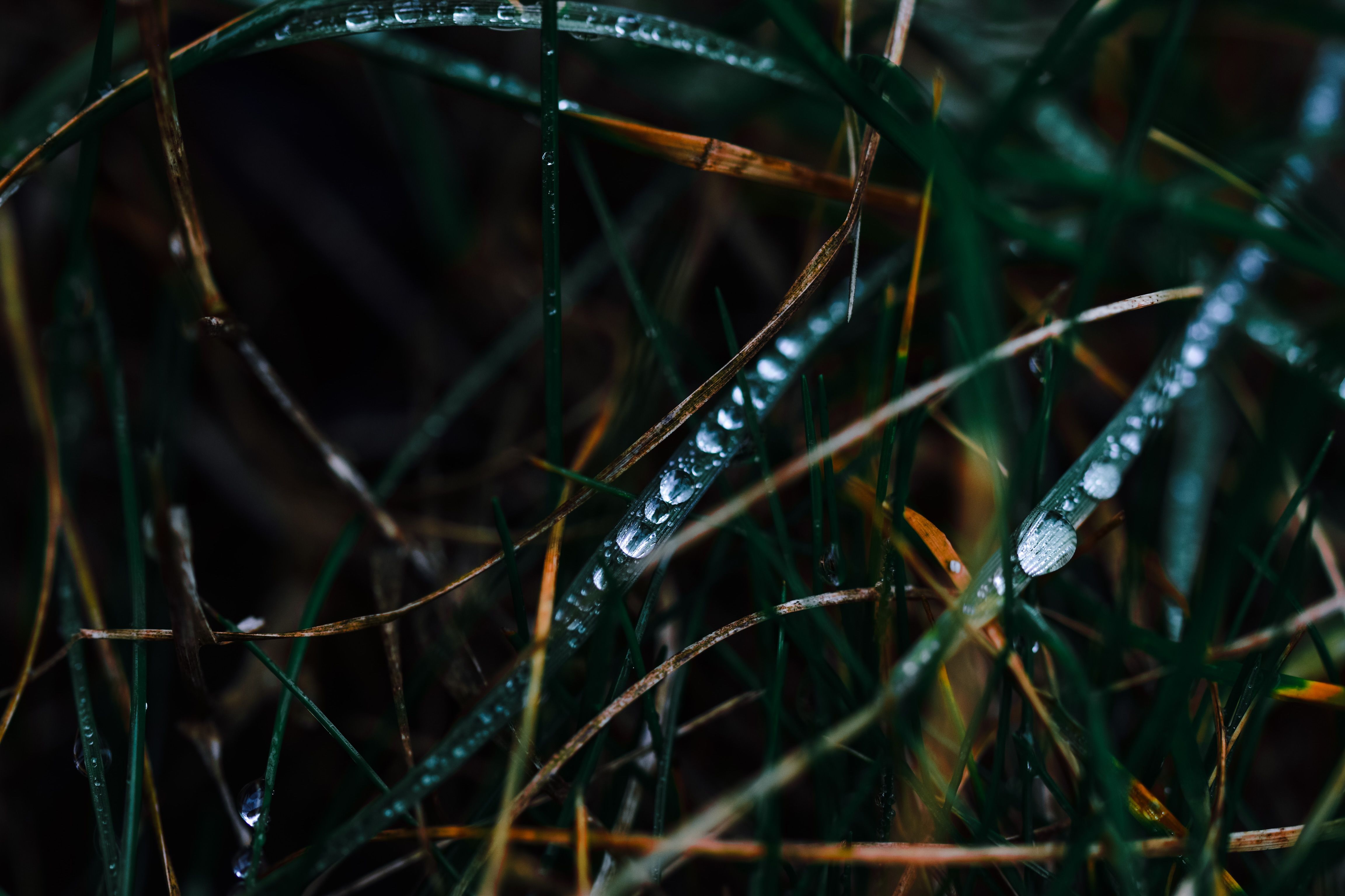 Fresh green grass with drops of dew in forest · Free Stock Photo