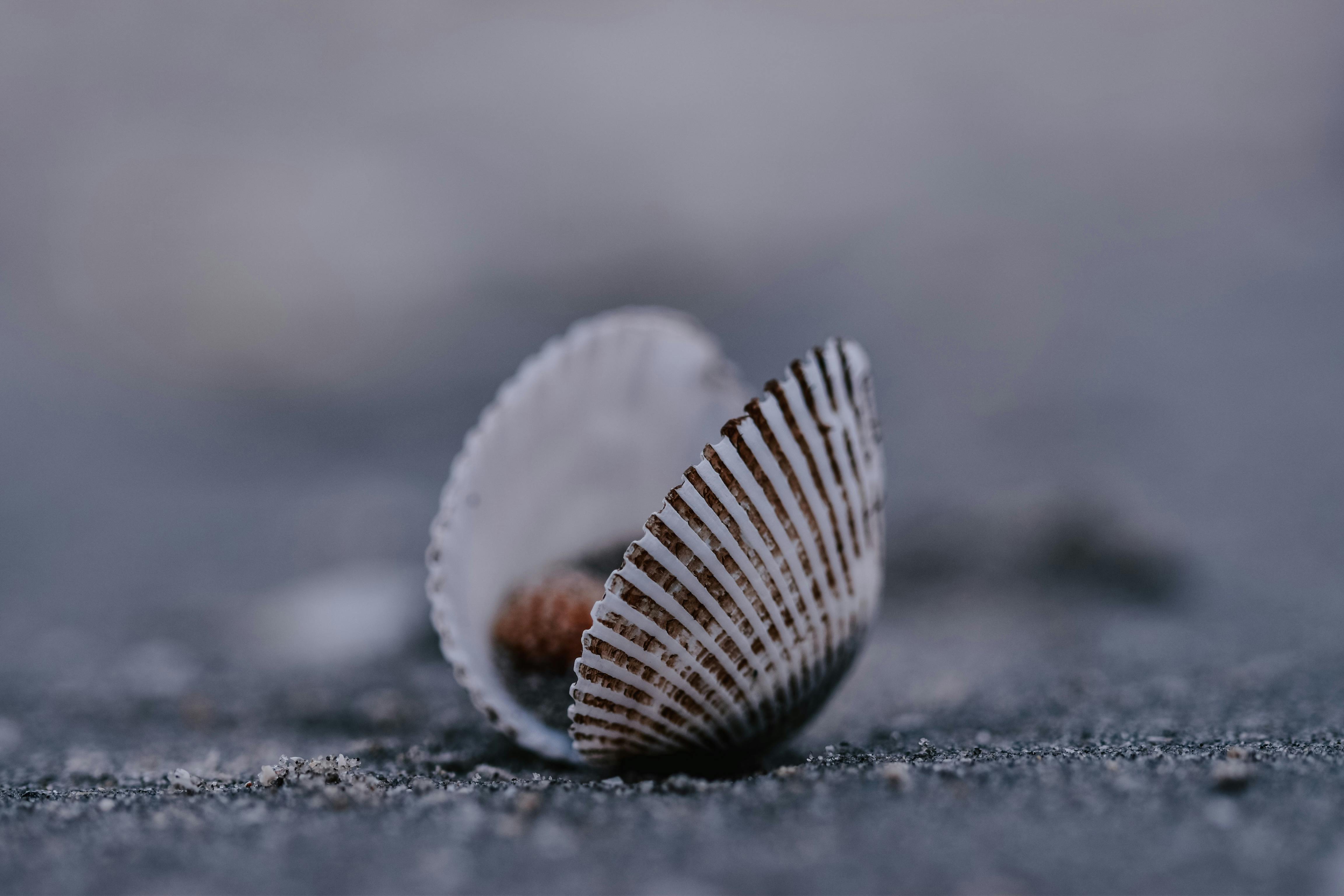 White Ground Texture Photos, Download The BEST Free White Ground ...