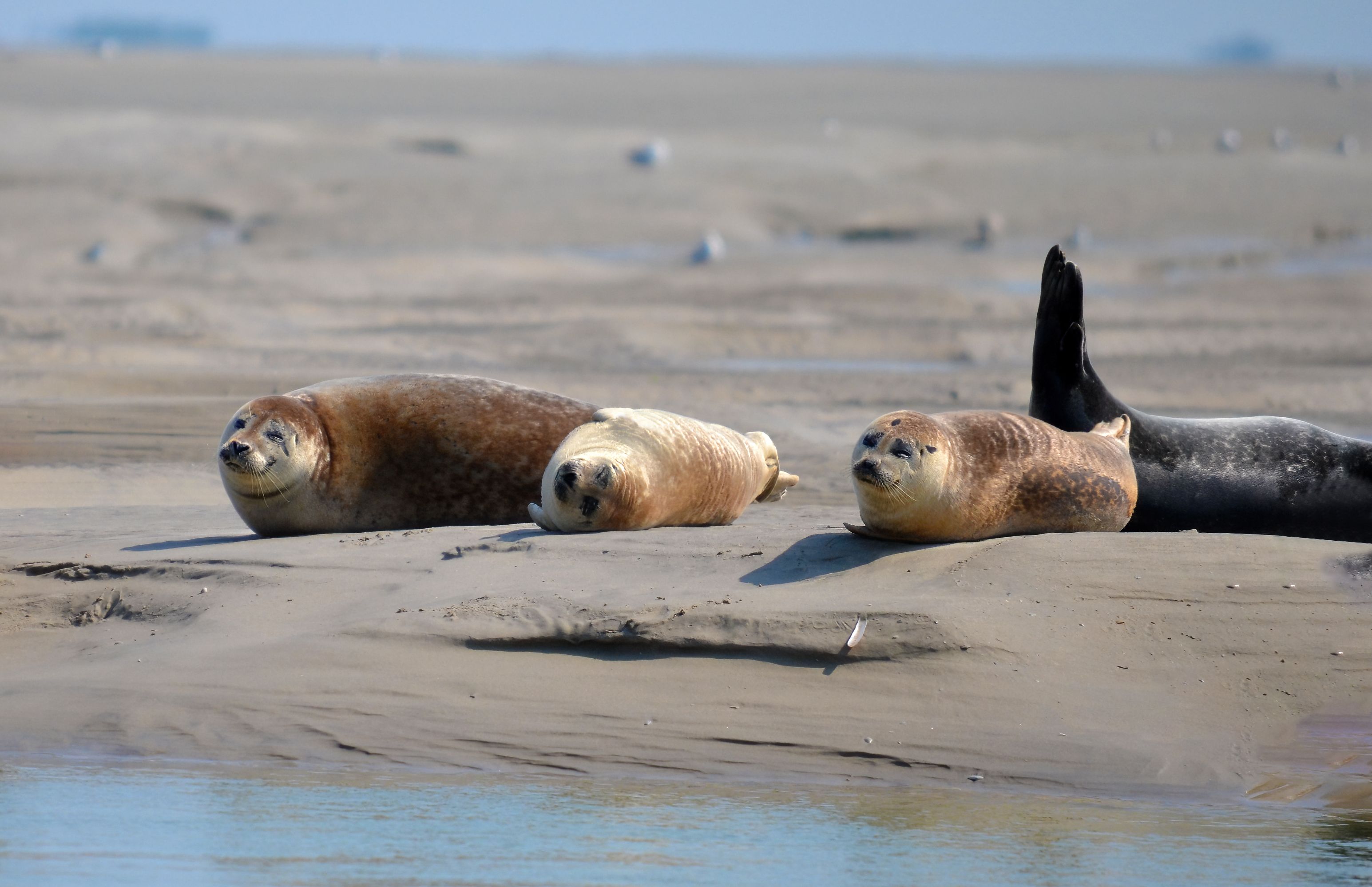 seals-resting-on-beach-free-stock-photo