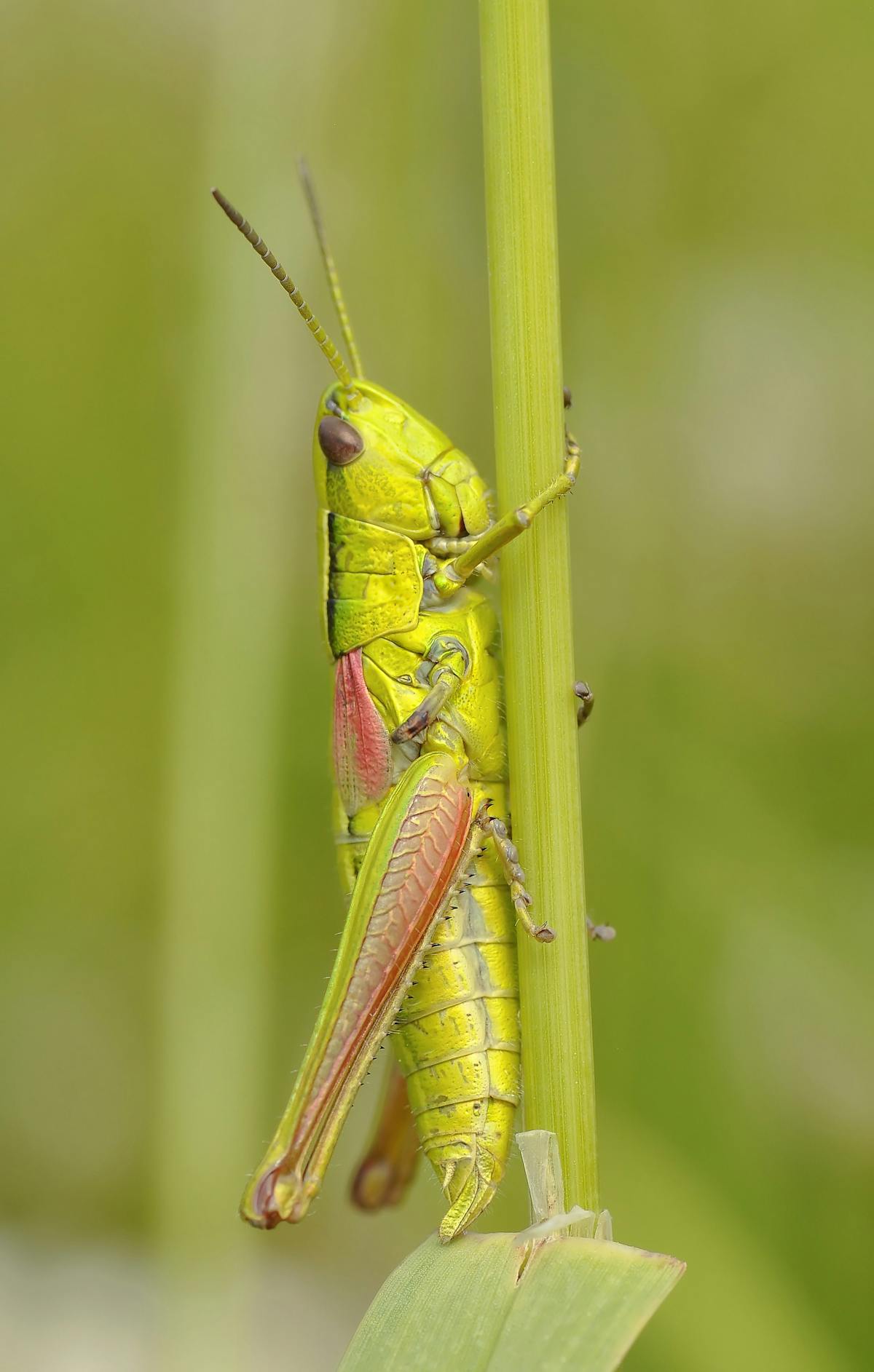 Grasshopper Photos, Download The BEST Free Grasshopper Stock Photos ...