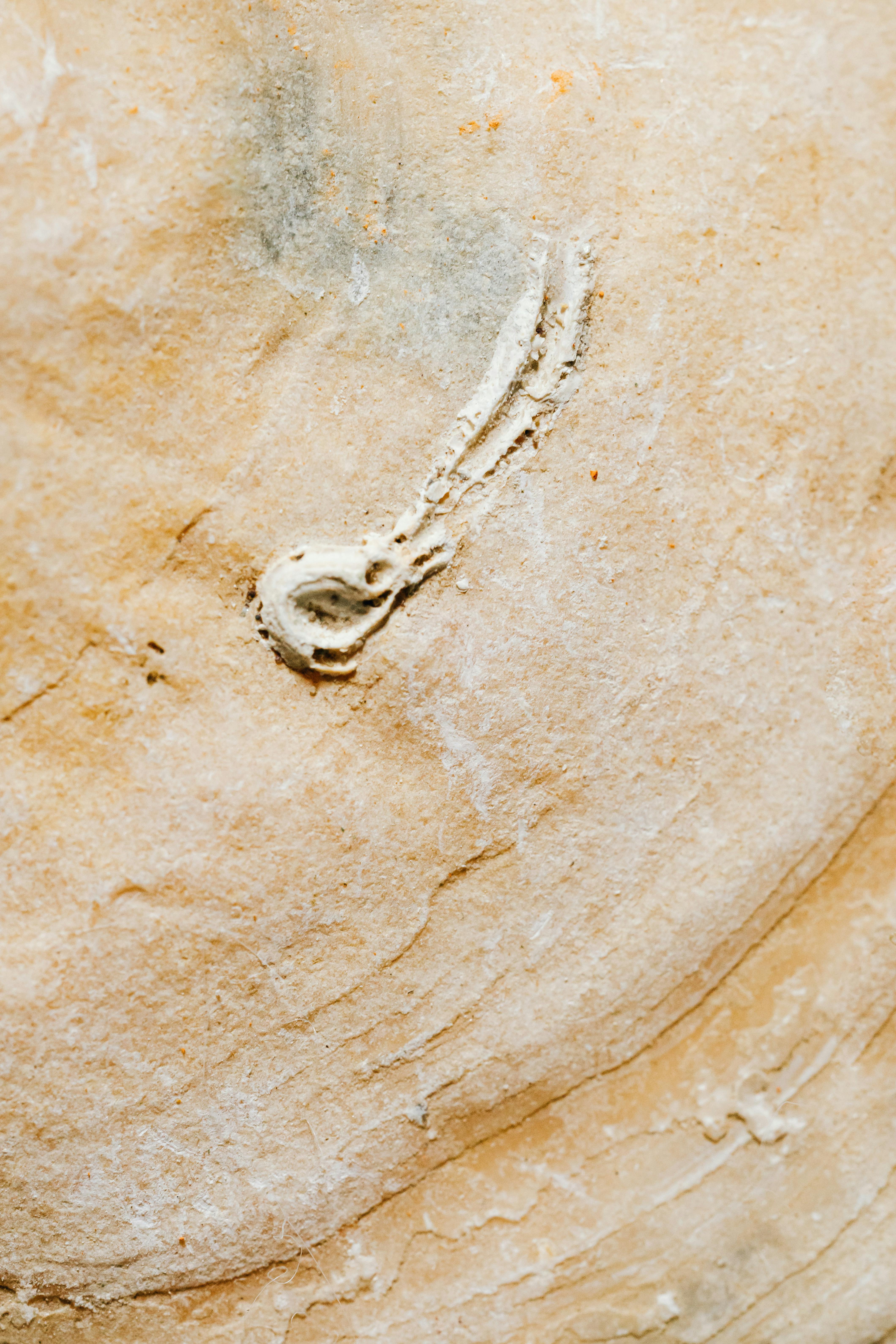 Bulge on Surface · Free Stock Photo