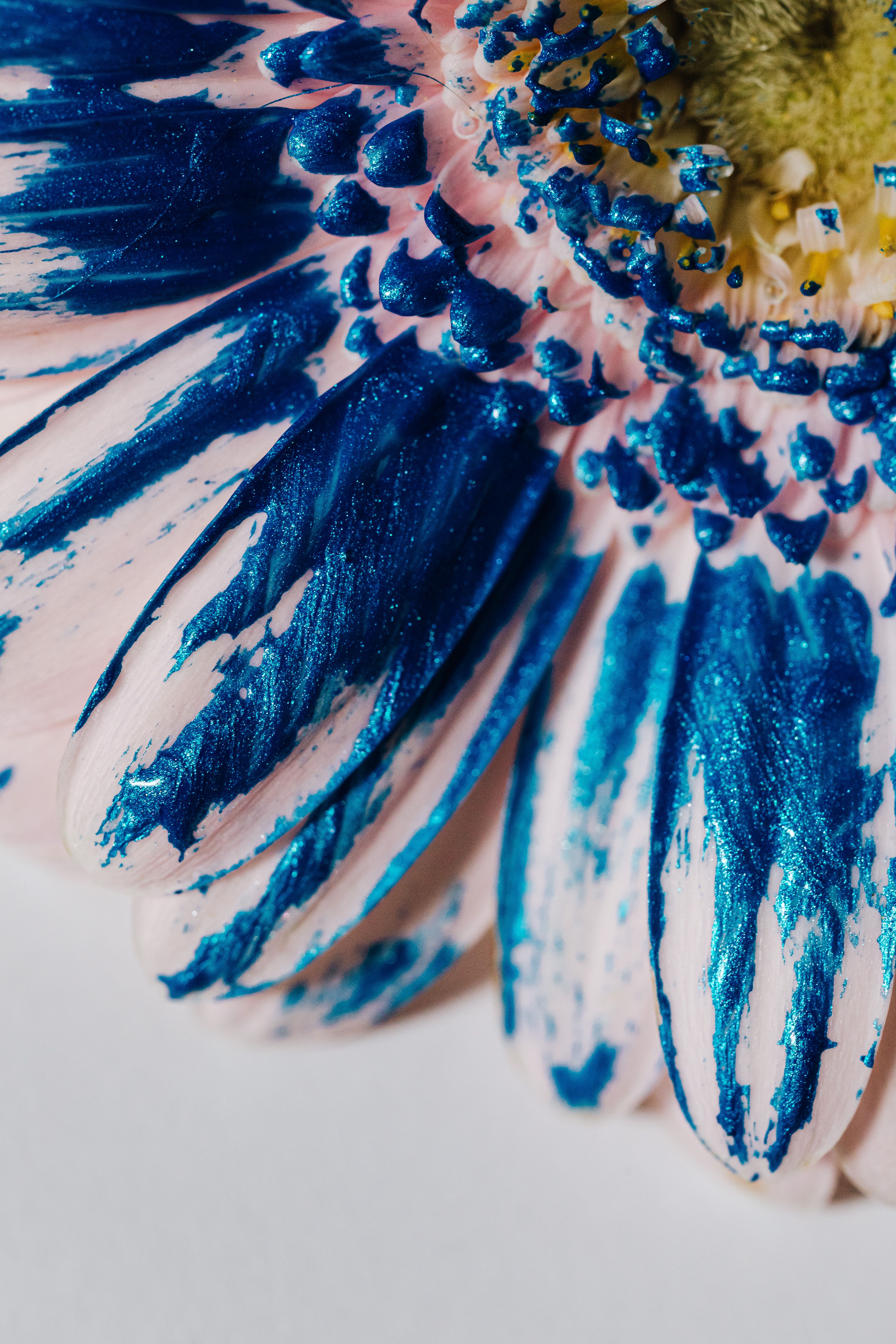 Red and Blue Flowers · Free Stock Photo