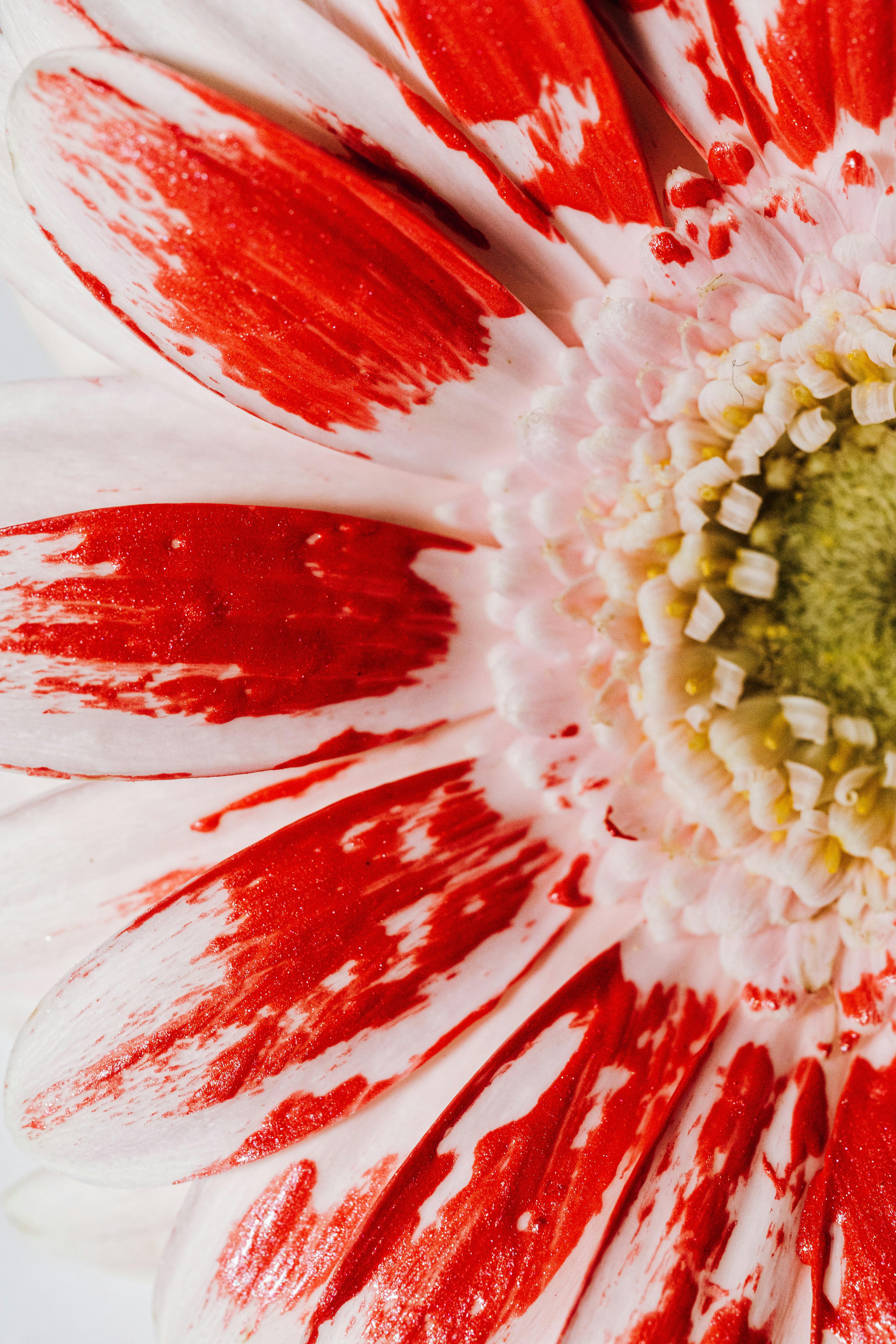 Red Flower in Close Up Photography · Free Stock Photo