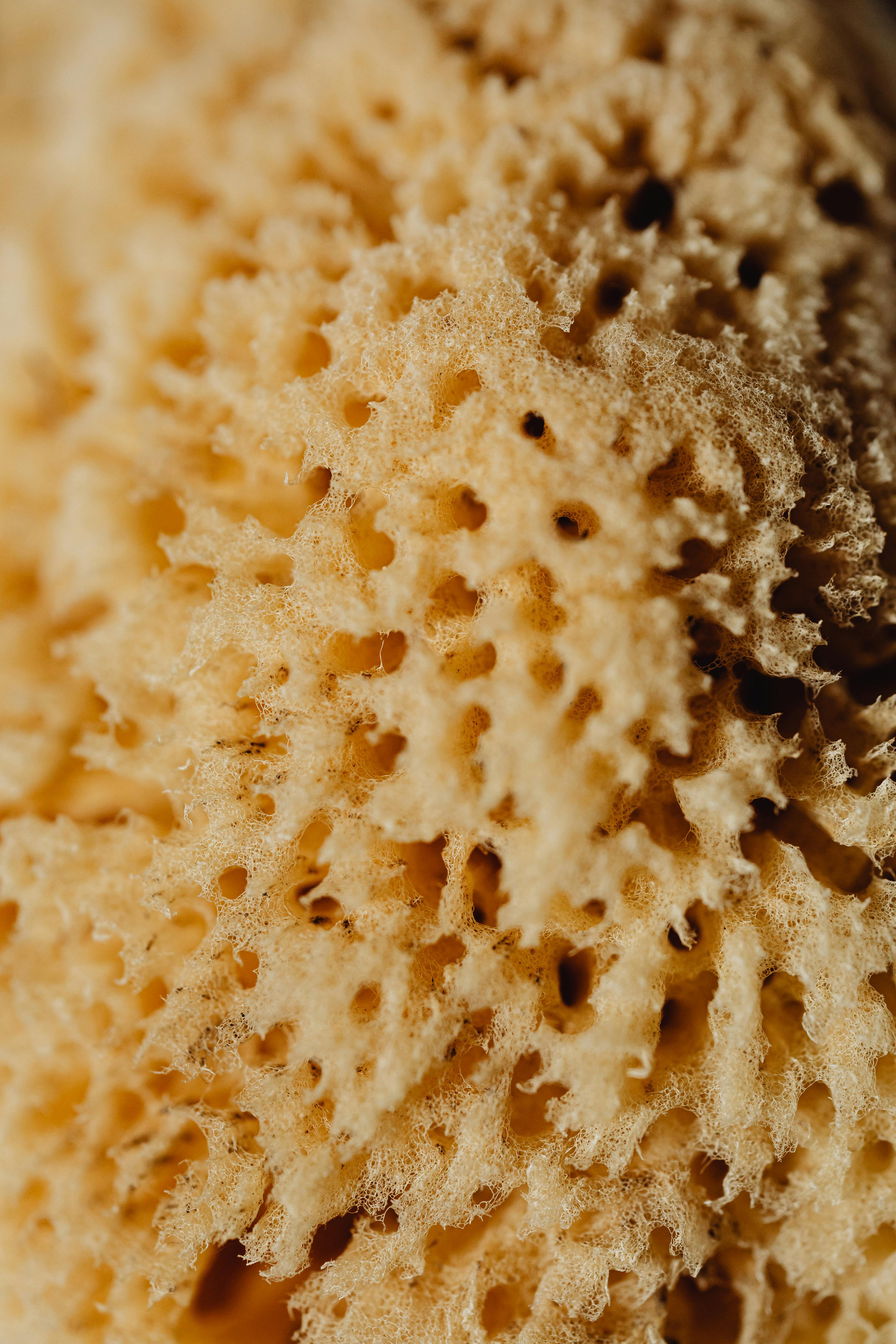 Close Up Shot of a Yellow Sponge · Free Stock Photo