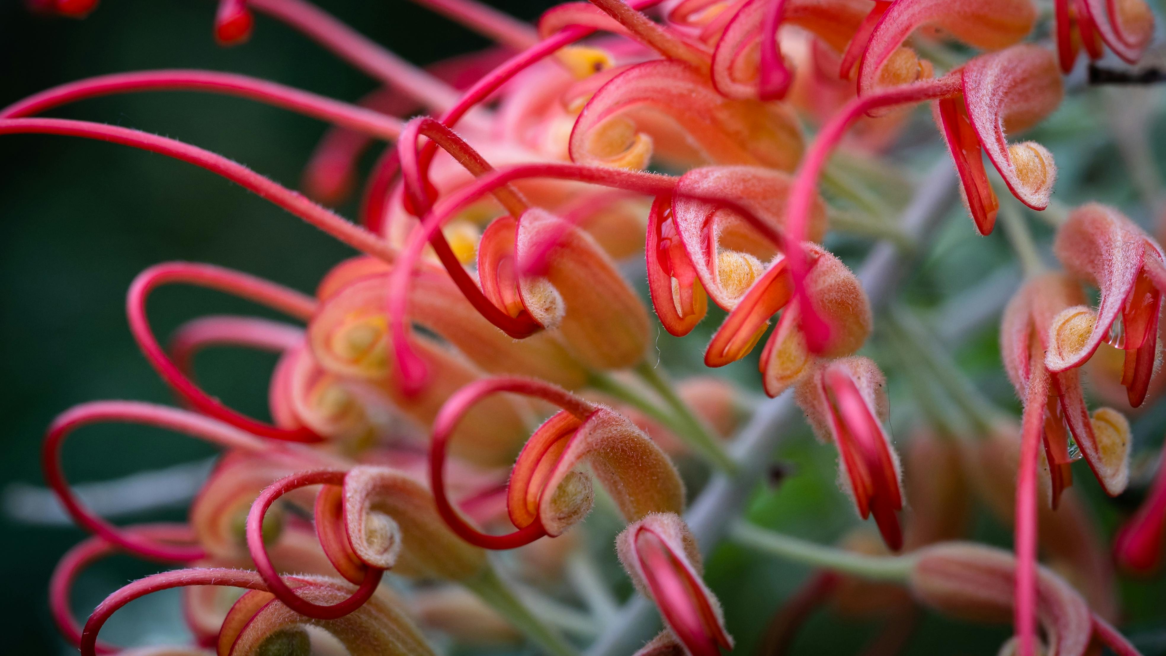 Grevillea 'Red Hooks' - A Vibrant, Low-Care Garden Accent