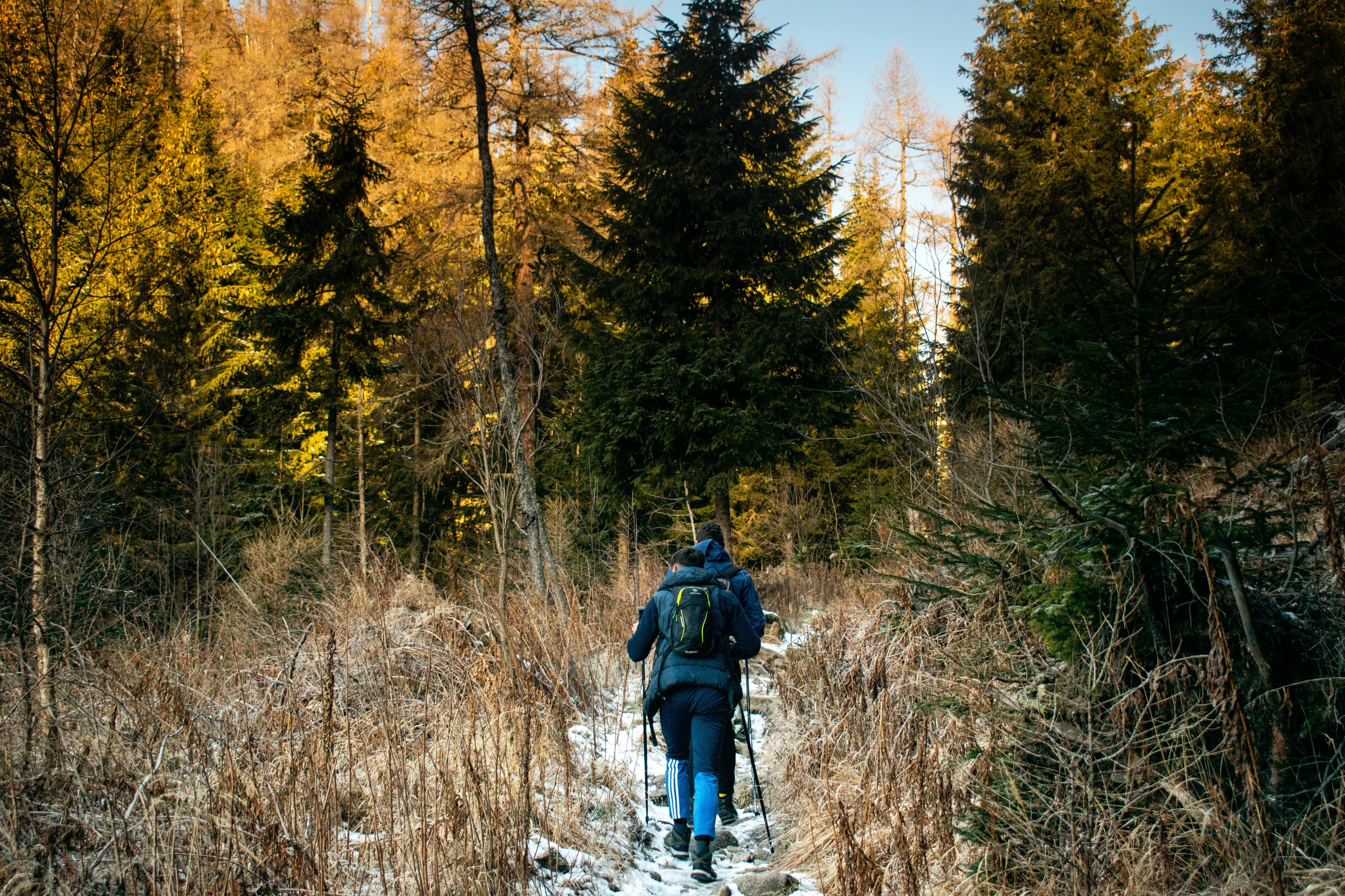 Back View of Men Hiking Together · Free Stock Photo