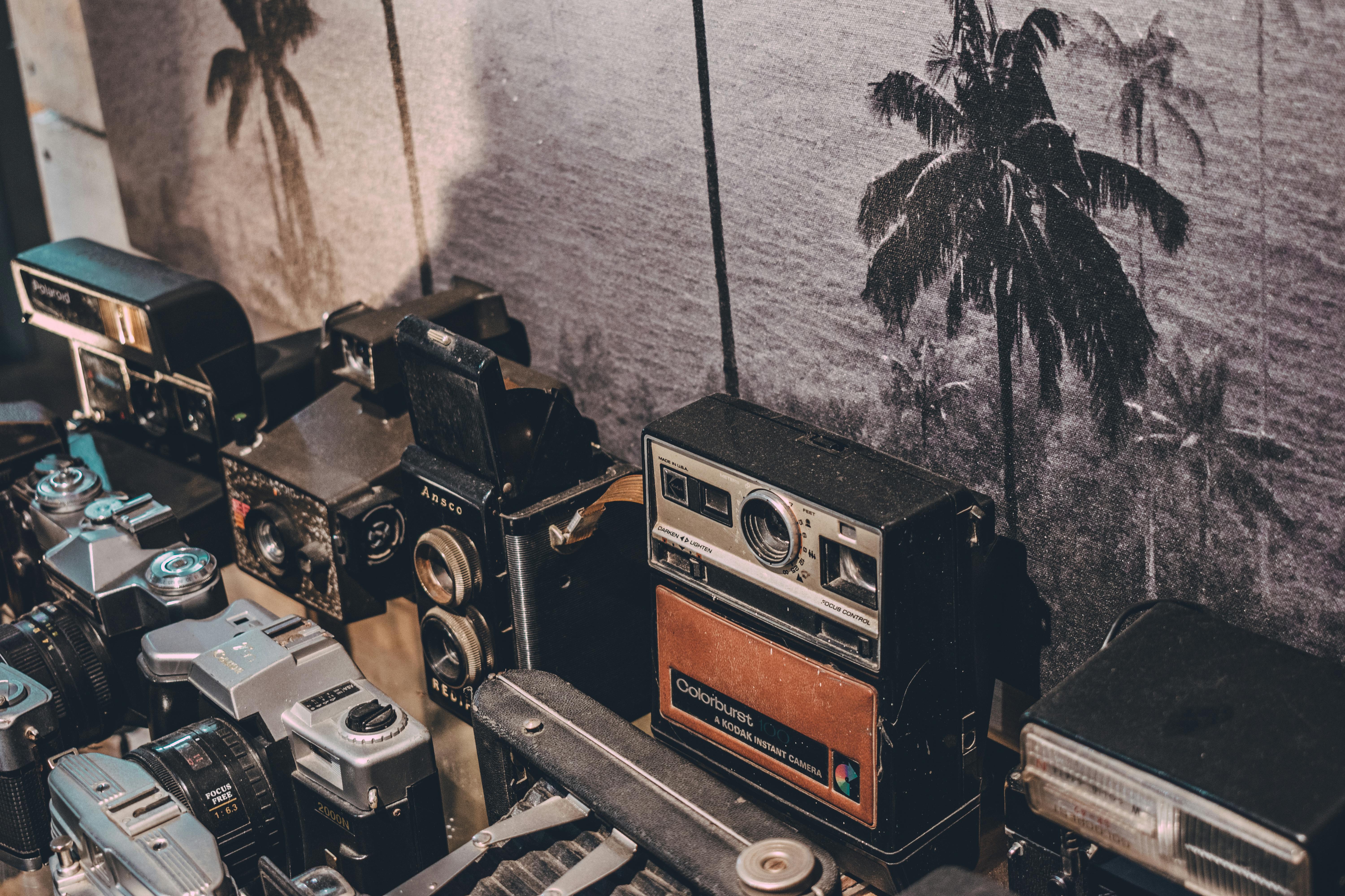 Cameras And Palm Trees Photos, Download The BEST Free Cameras And Palm ...