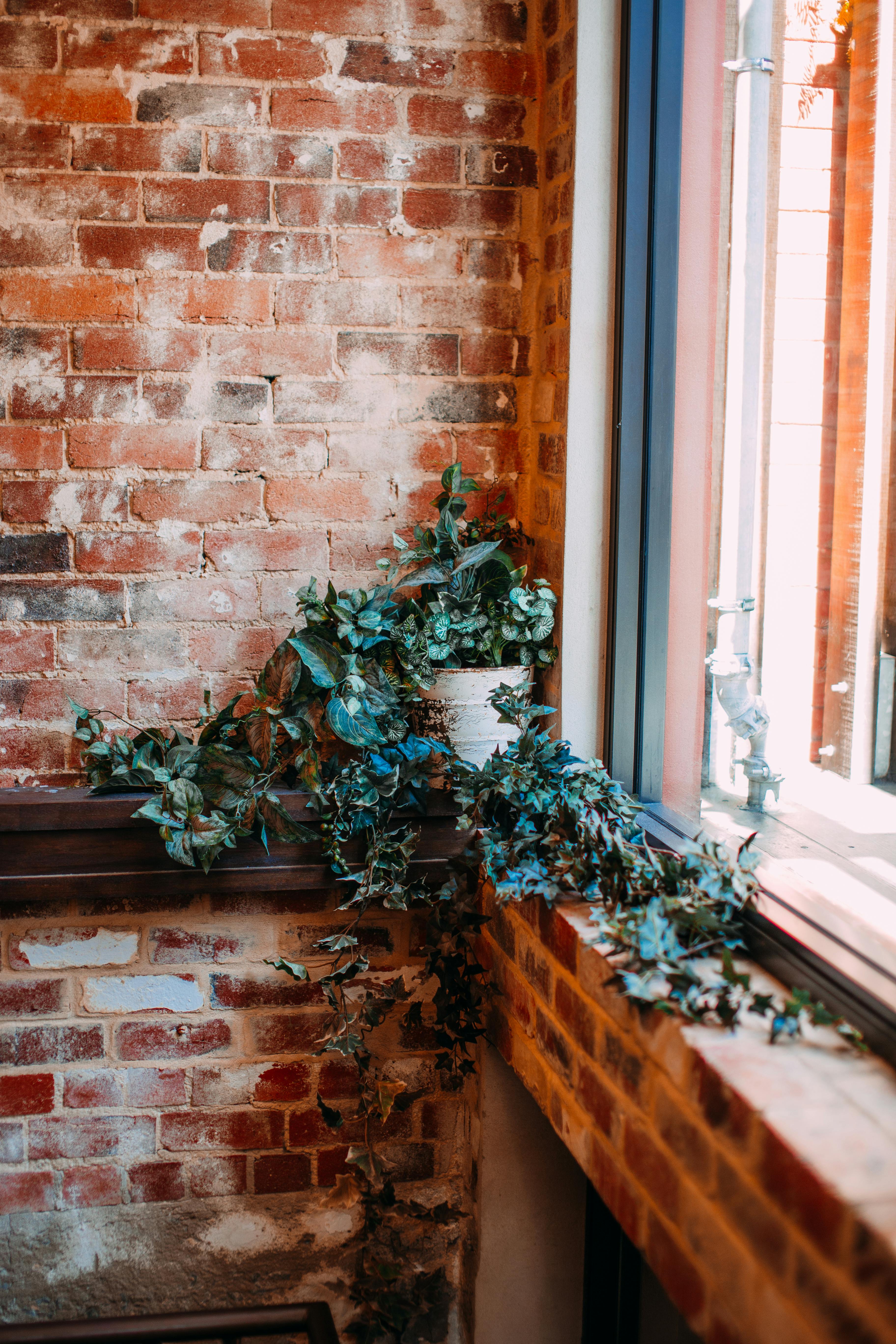 A Potted Vine Plant on the Corner of a House · Free Stock Photo