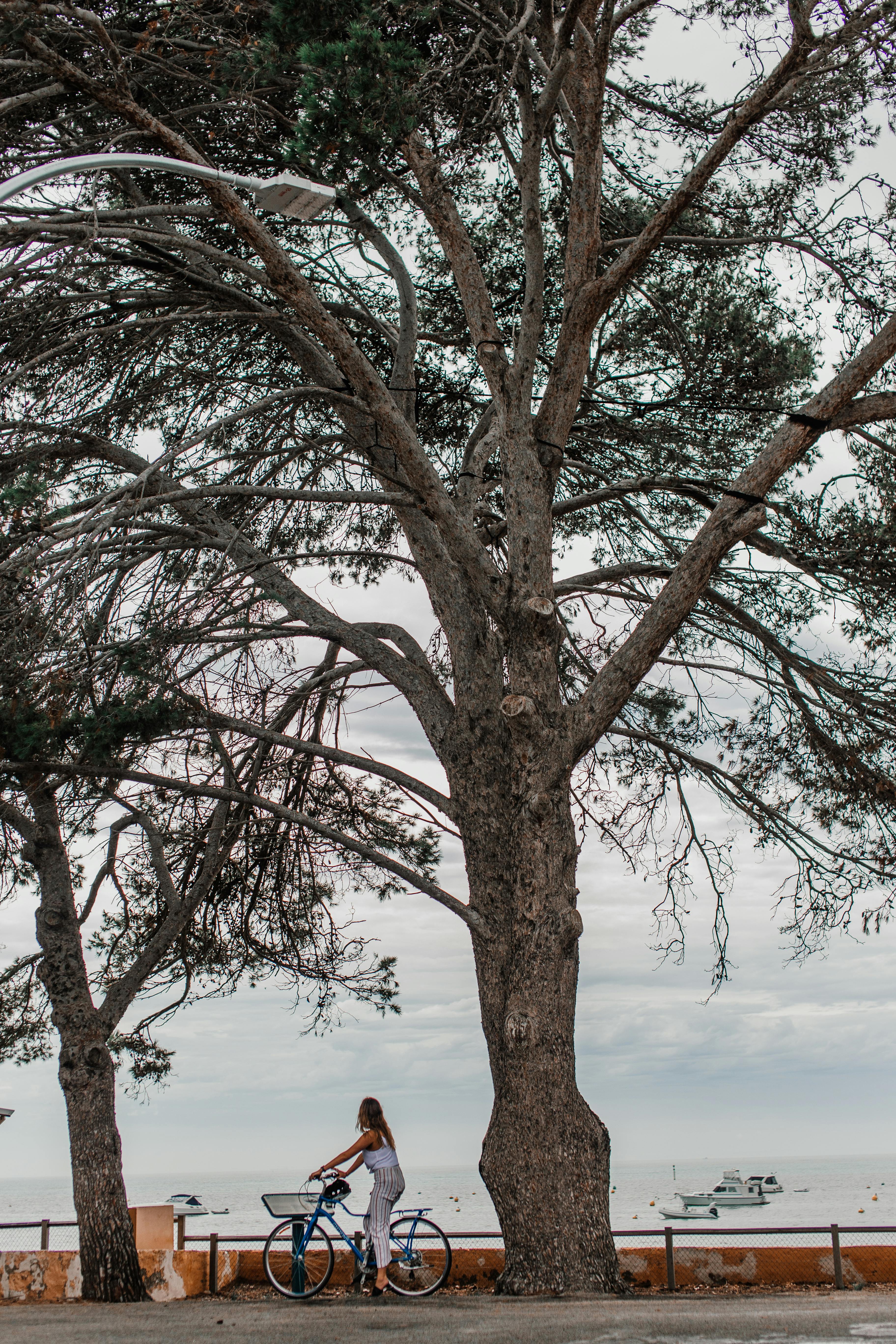 A Person Riding a Bike under a Tree · Free Stock Photo