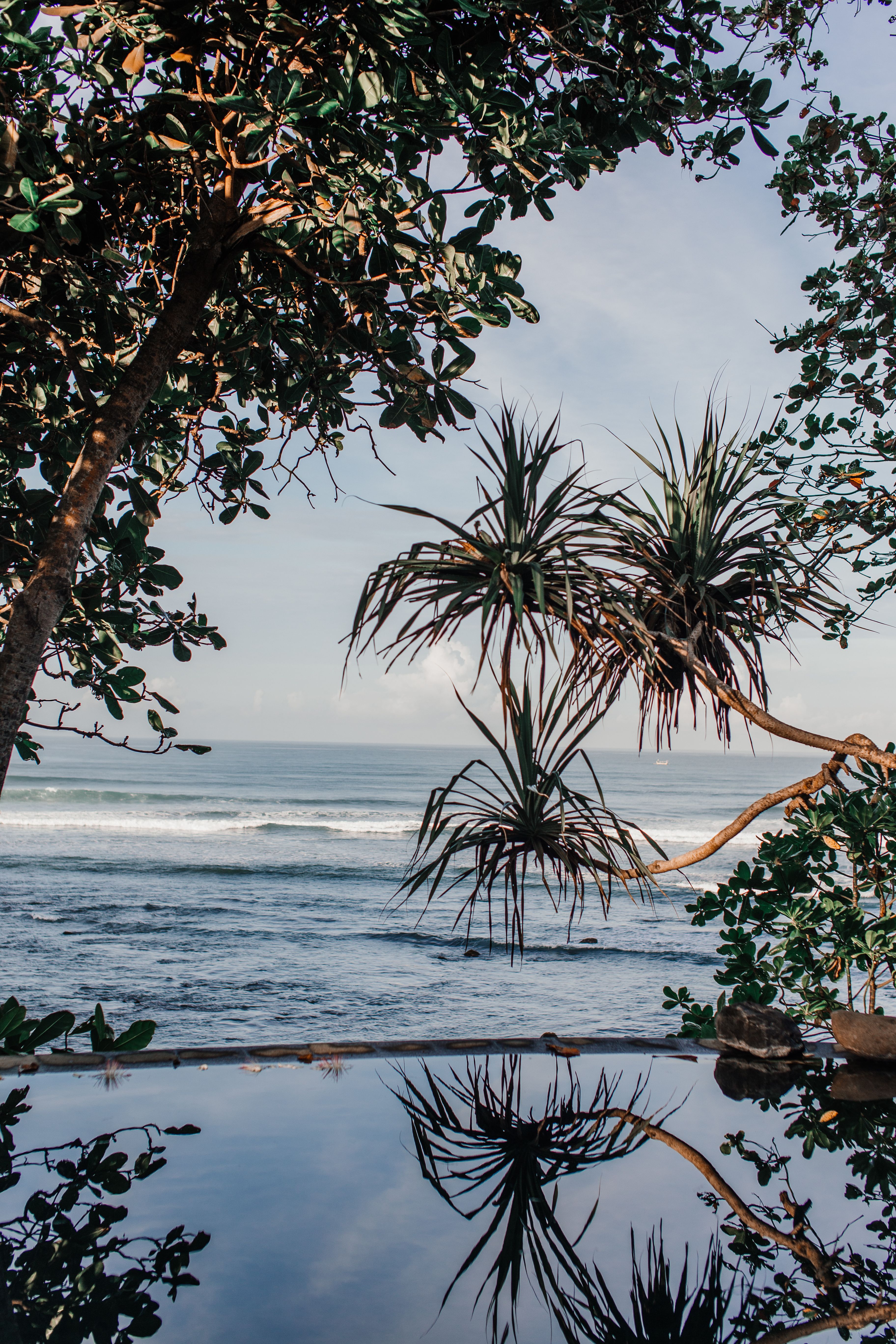 Green Trees Near the Seashore · Free Stock Photo