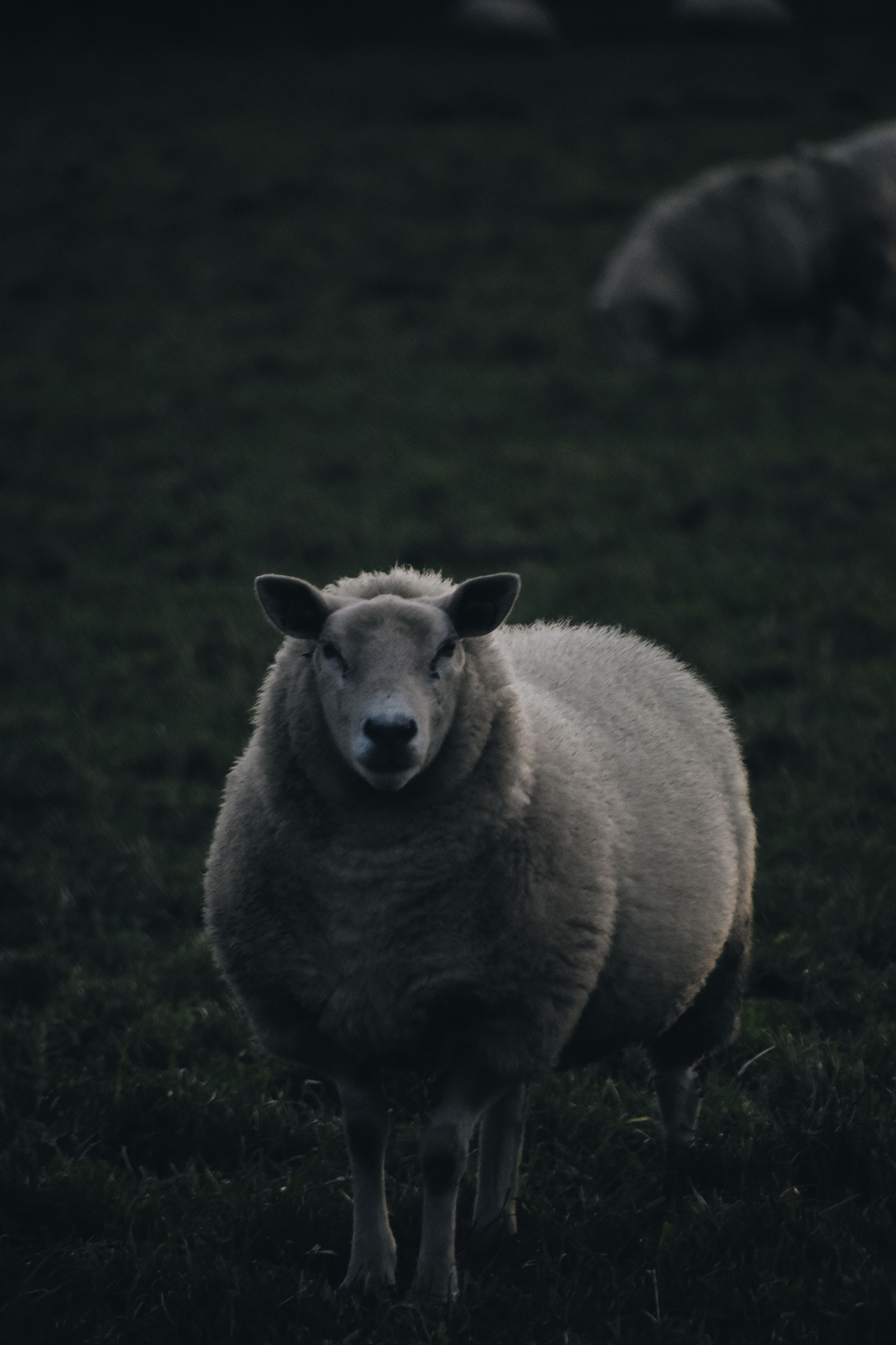Standing Sheep Photos, Download The BEST Free Standing Sheep Stock ...