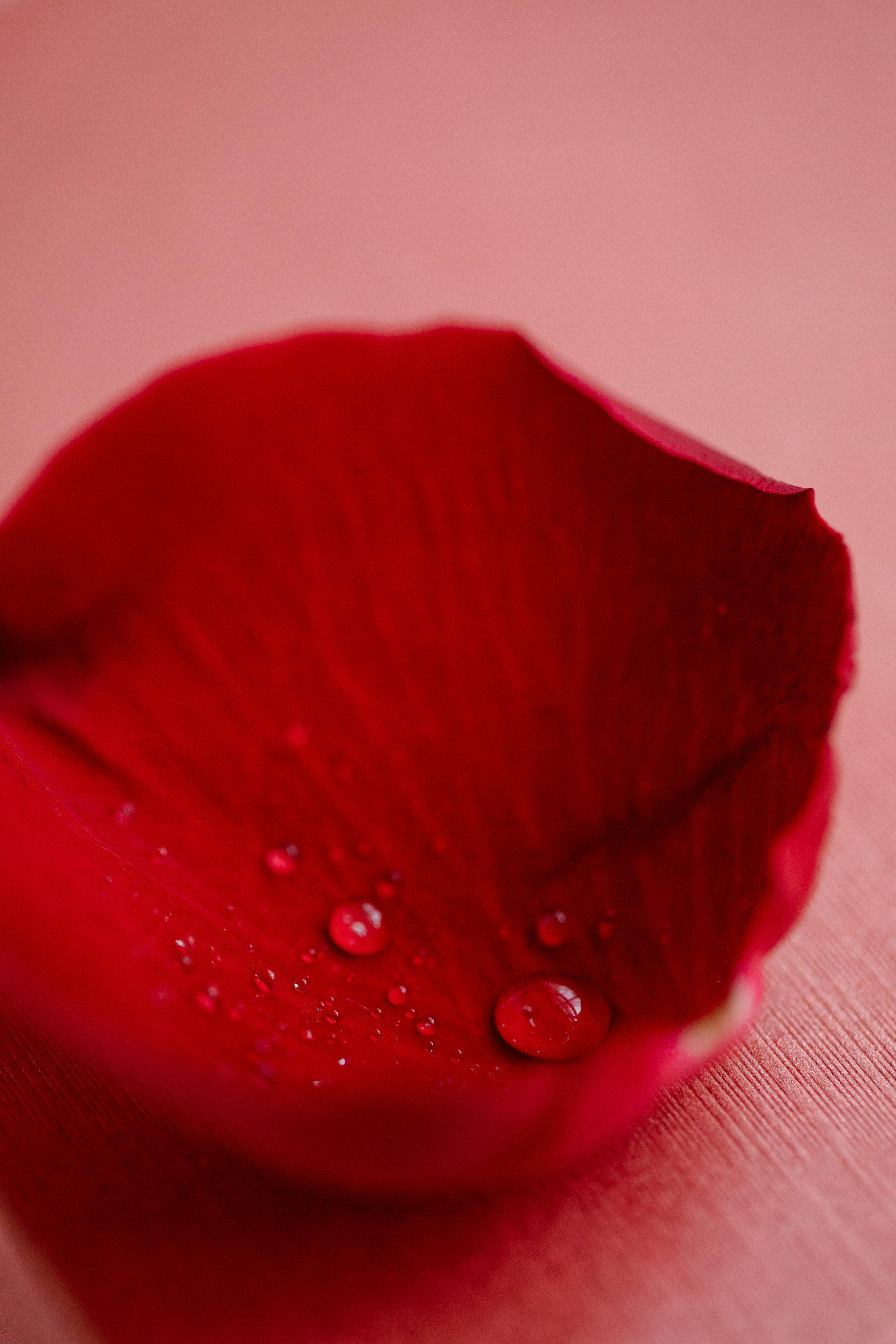Red rose petal scattered on pink surface · Free Stock Photo