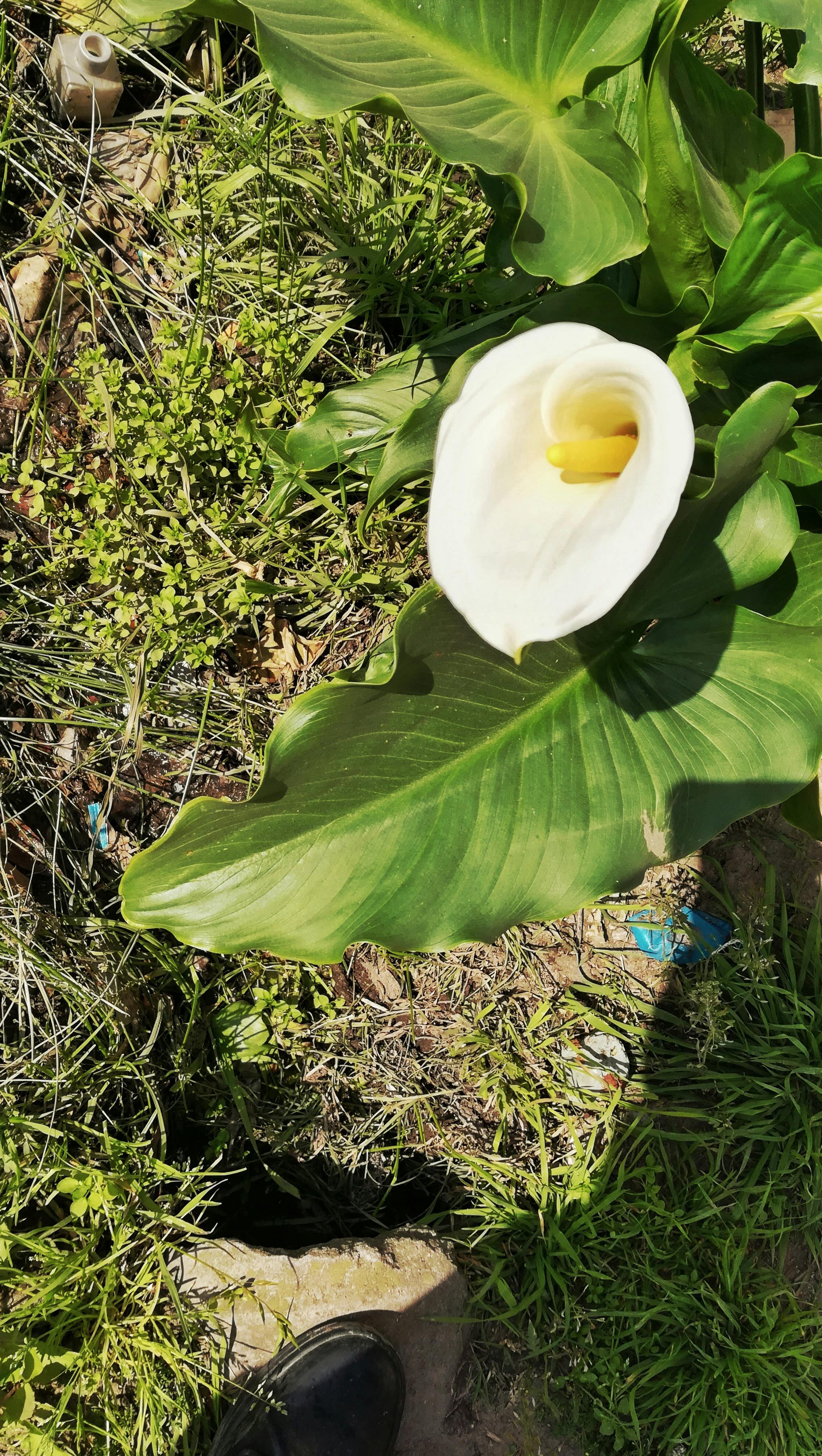 Free stock photo of Cala Flower, Cala. Flor de Cala, flower