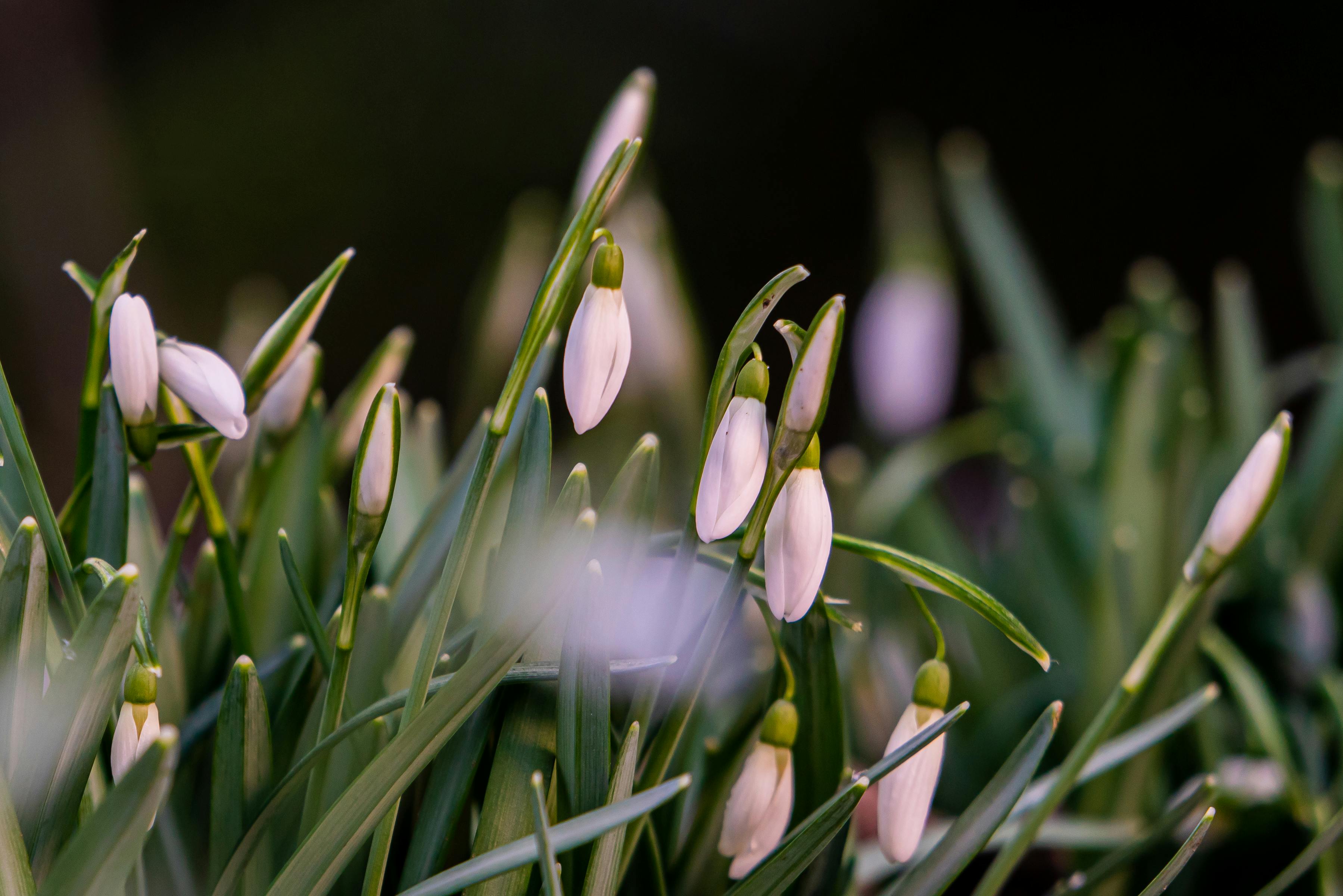 White Snowdrop Flower · Free Stock Photo