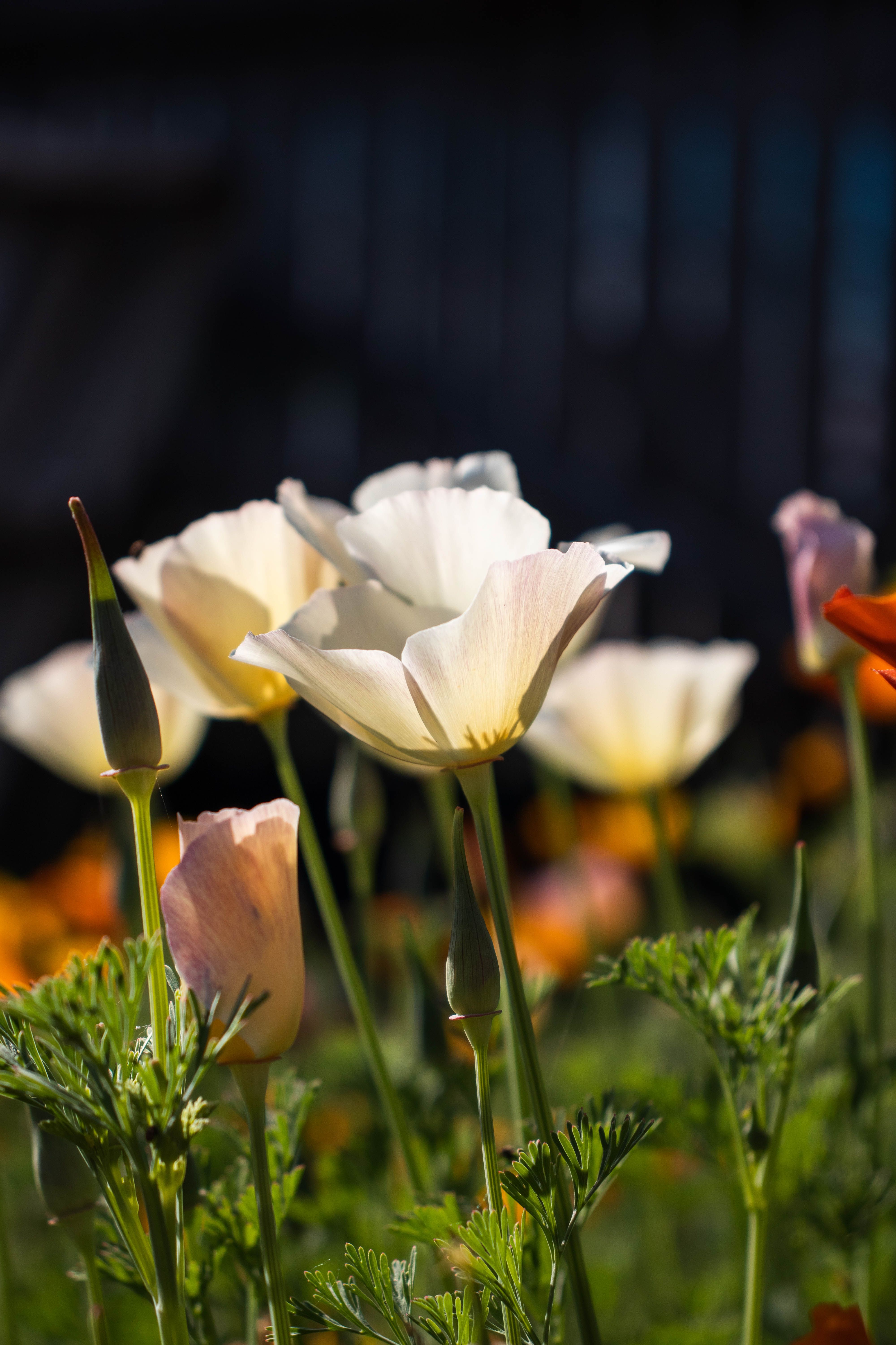 A Close-Up Shot of California Poppy Flowers · Free Stock Photo
