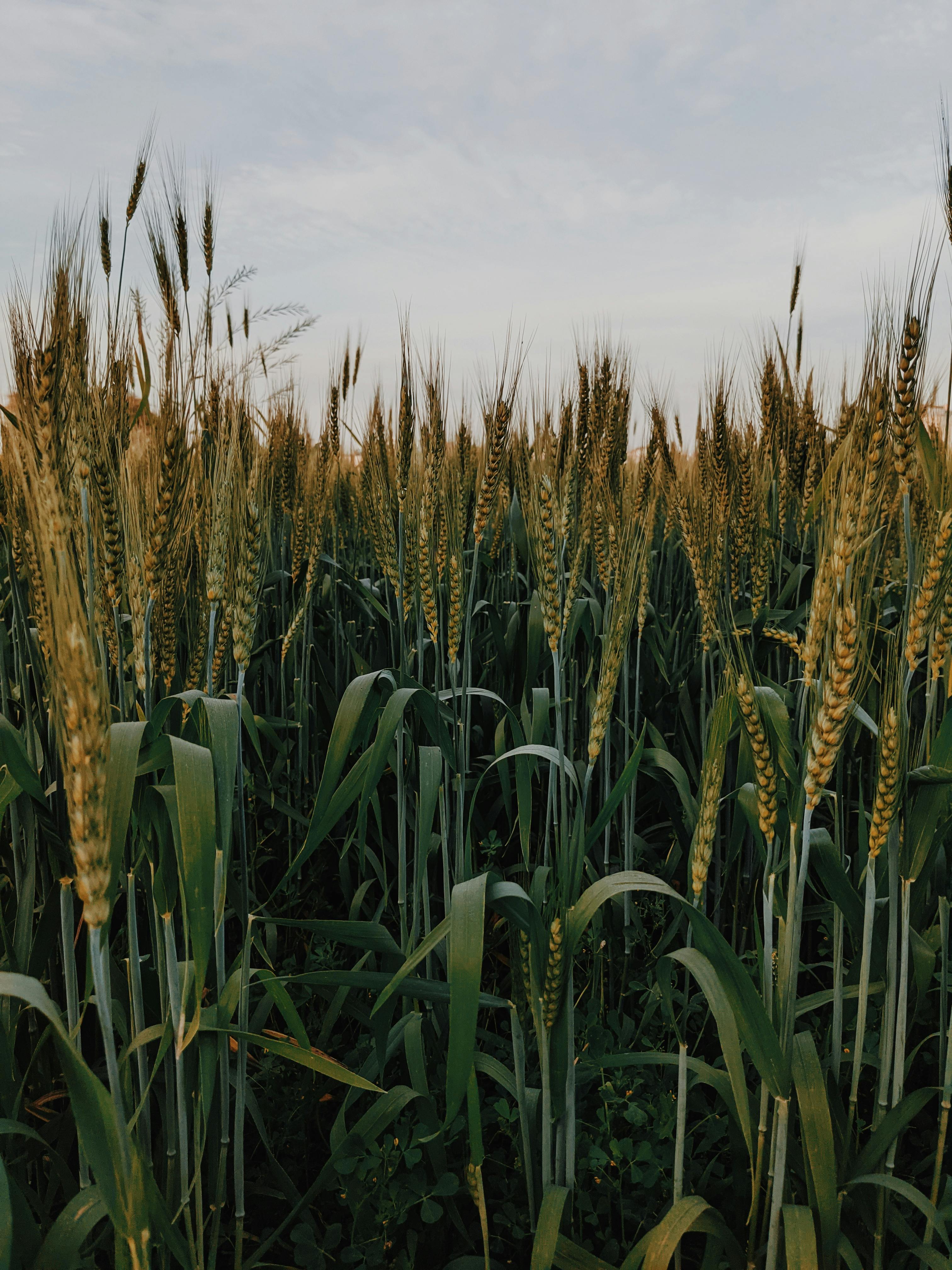 Cropland · Free Stock Photo