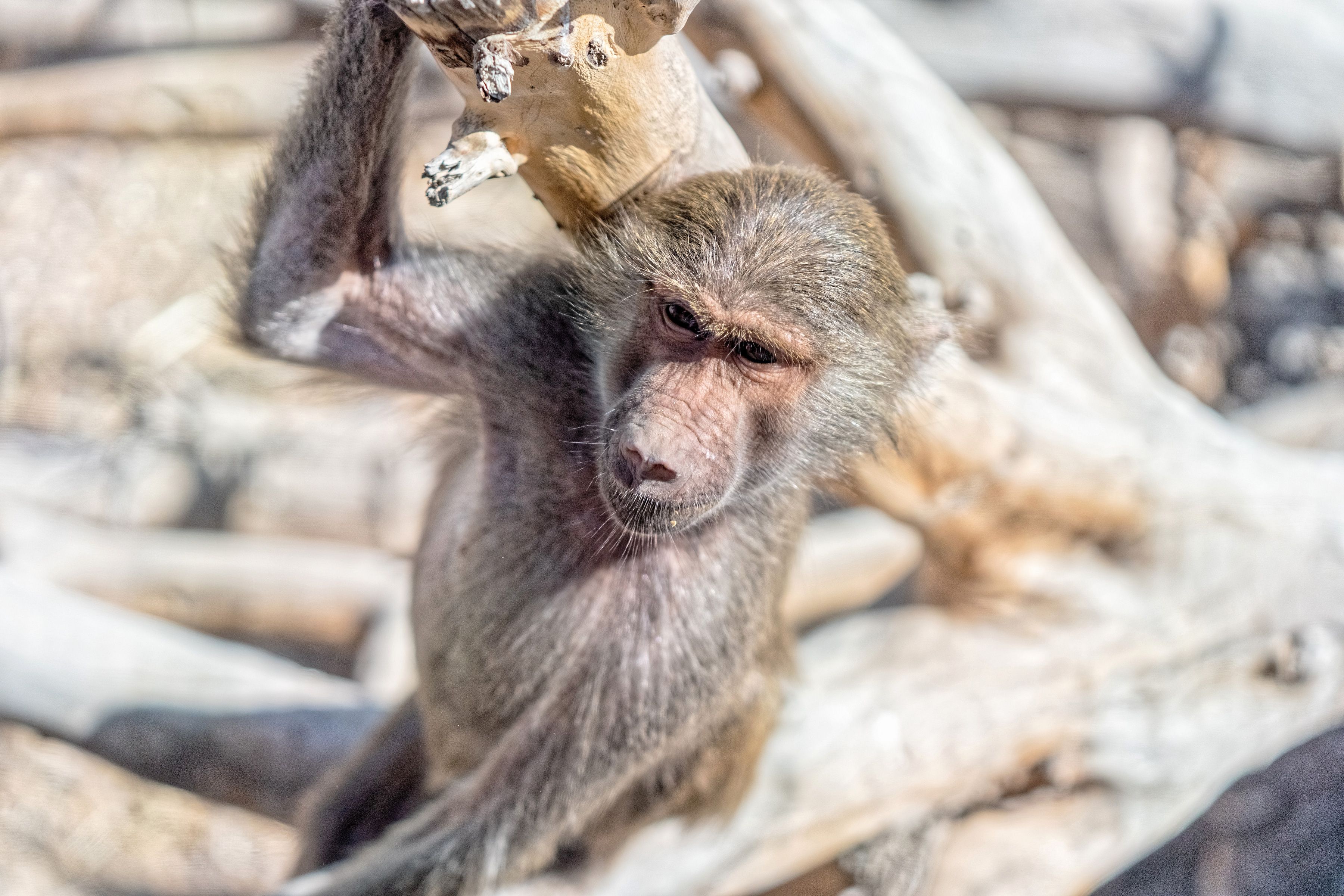 Toque Macaque Monkeys in Close-up Photography · Free Stock Photo