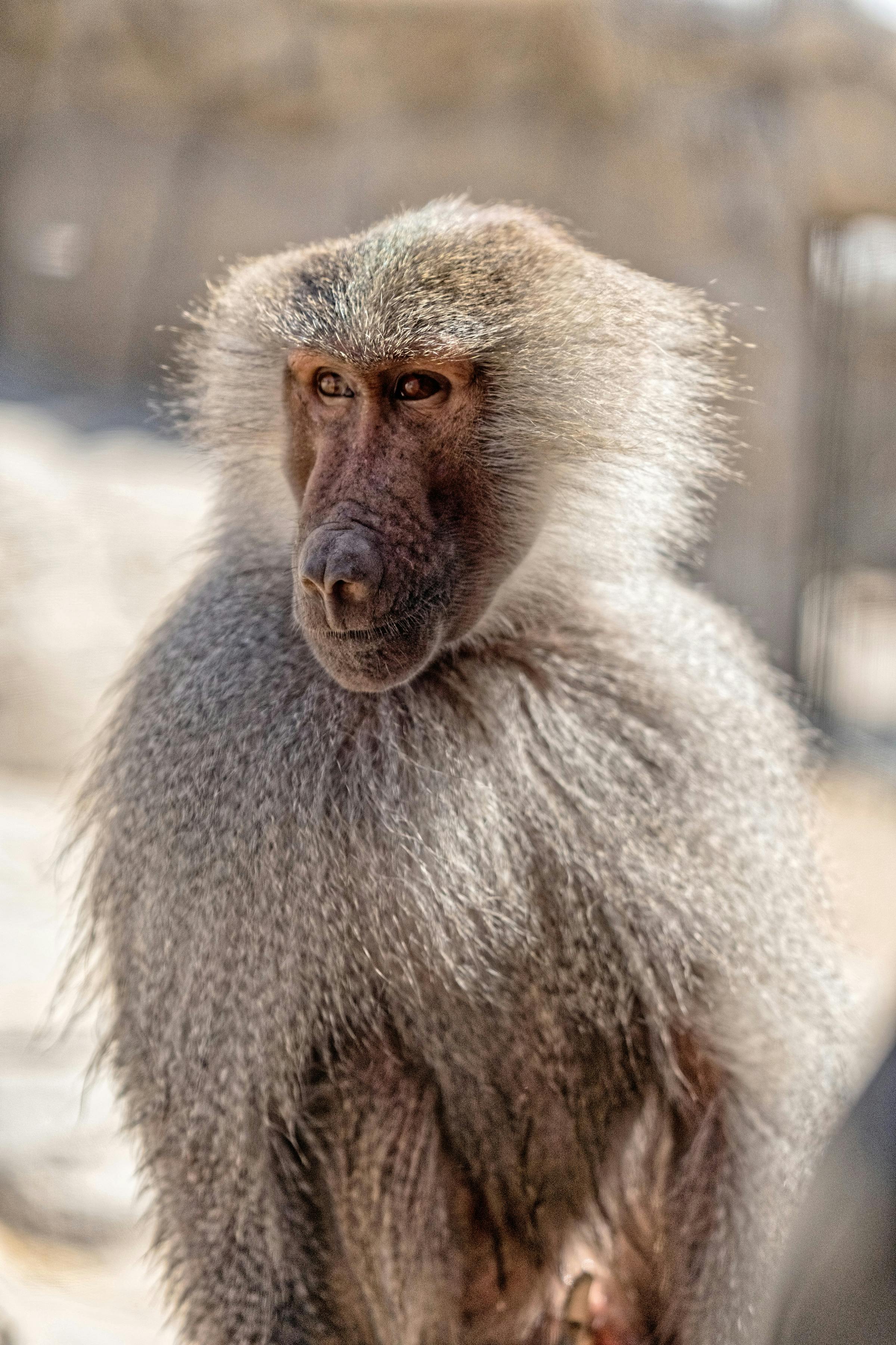 White Coated Baboon · Free Stock Photo