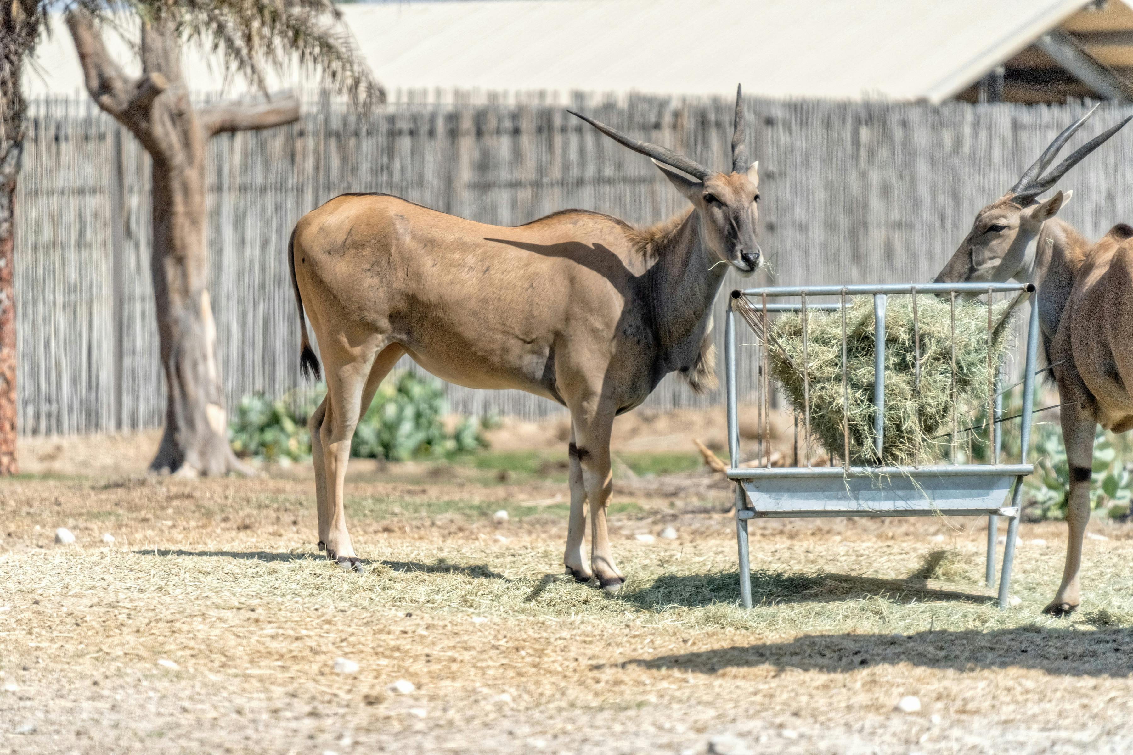Antelopes Standing at Hay Feeder · Free Stock Photo