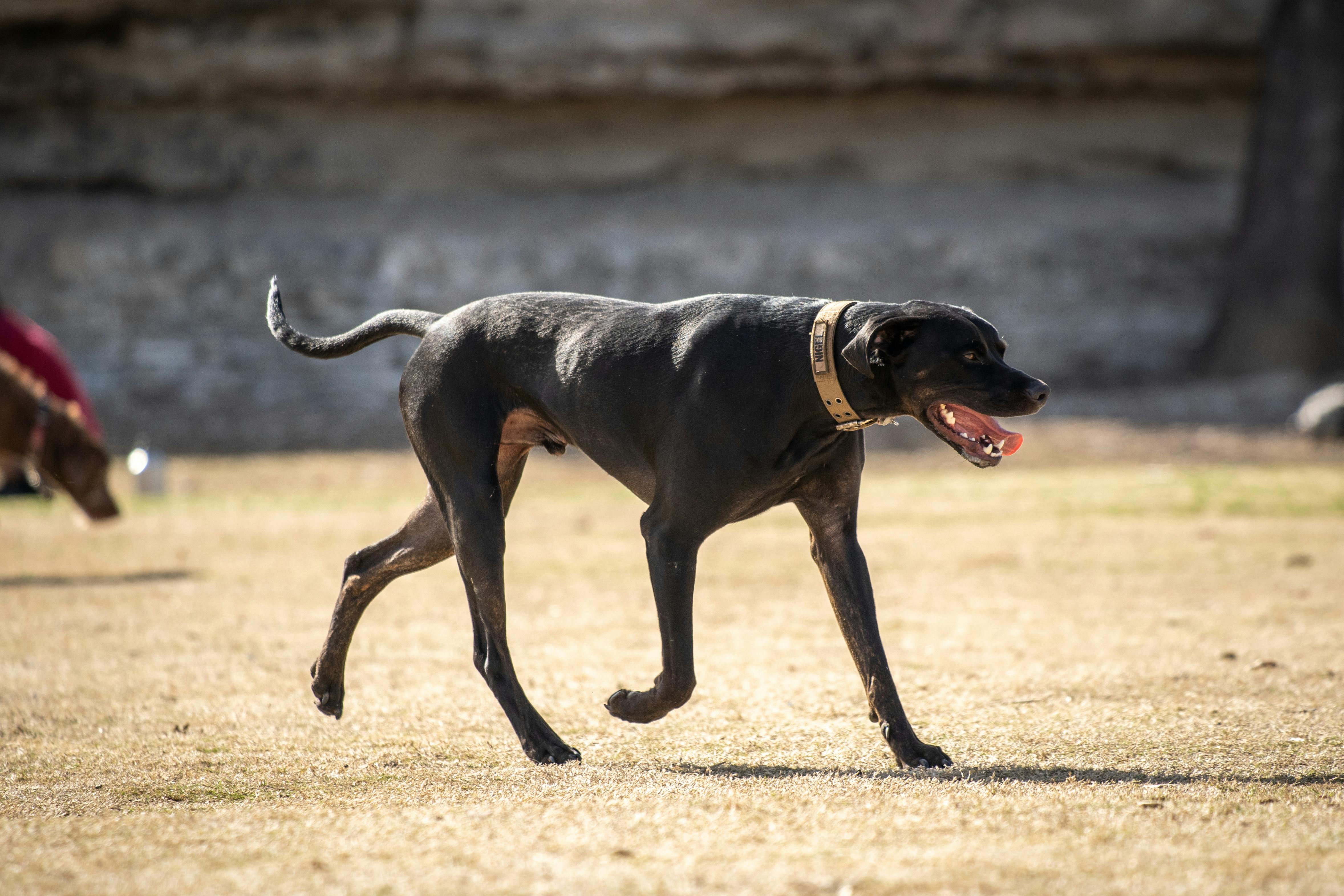 Black Dog Walking on Ground · Free Stock Photo