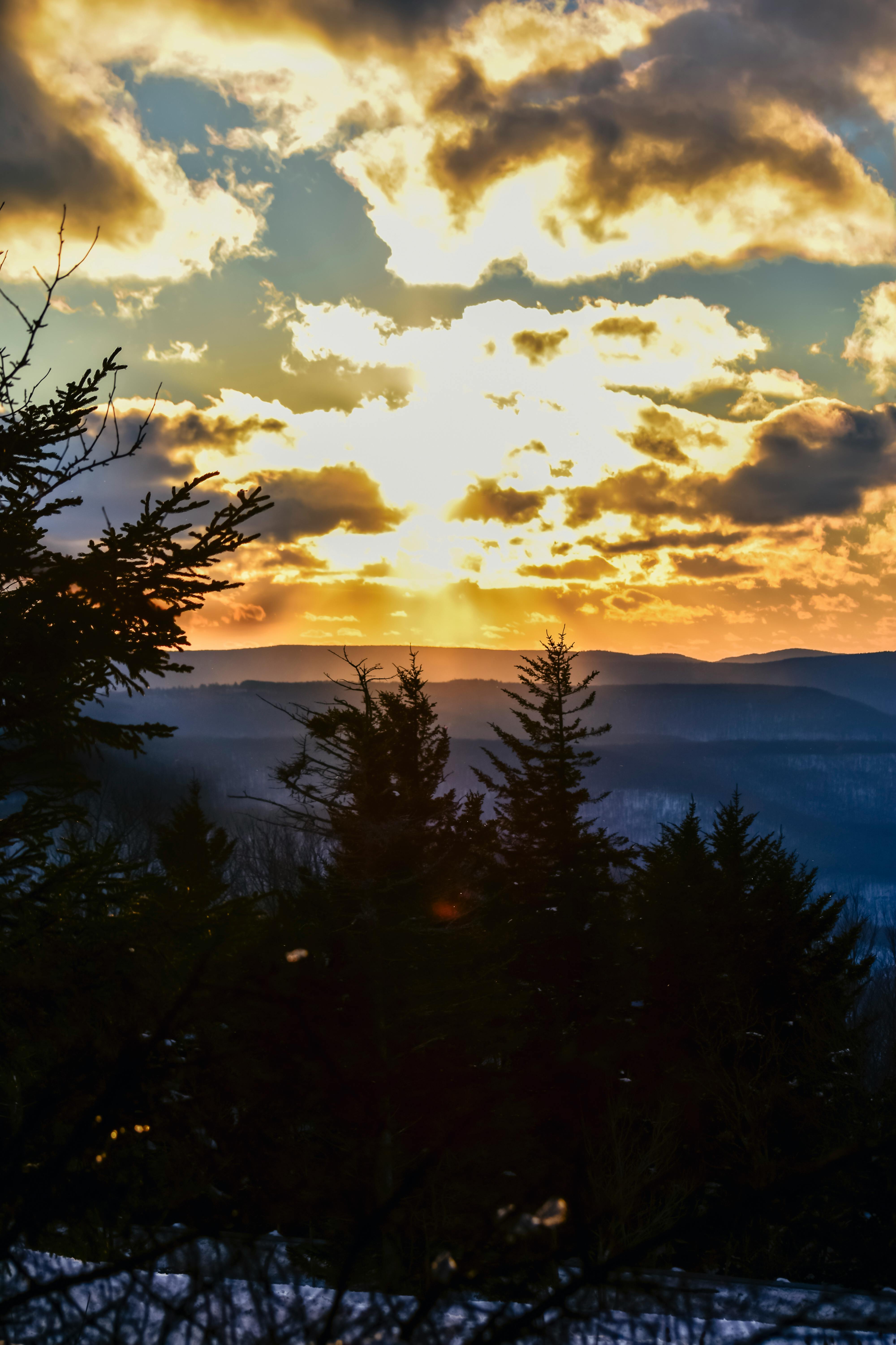 Trees Illuminated by the Setting Sun · Free Stock Photo