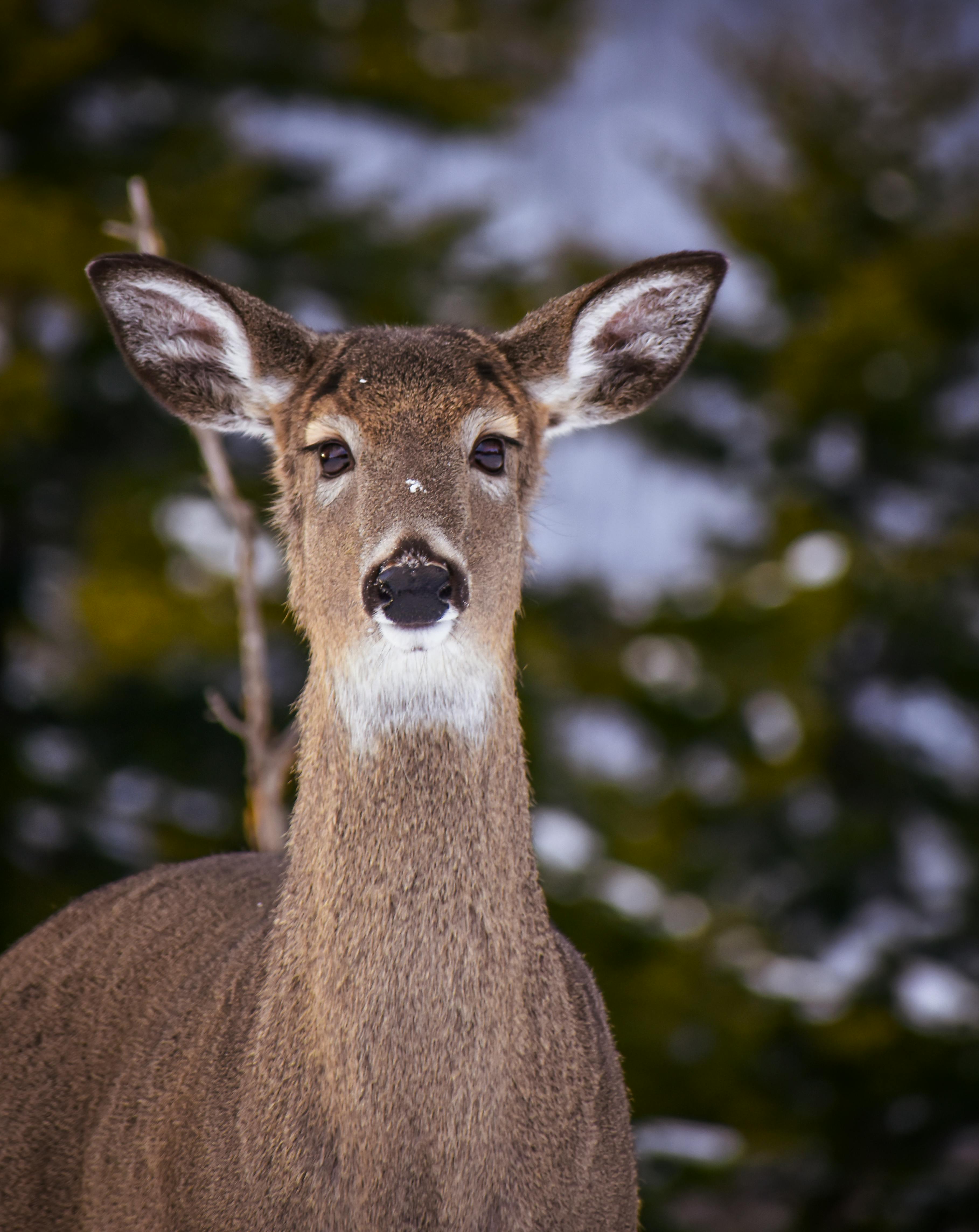 White Tailed Deer Photos, Download The BEST Free White Tailed Deer ...